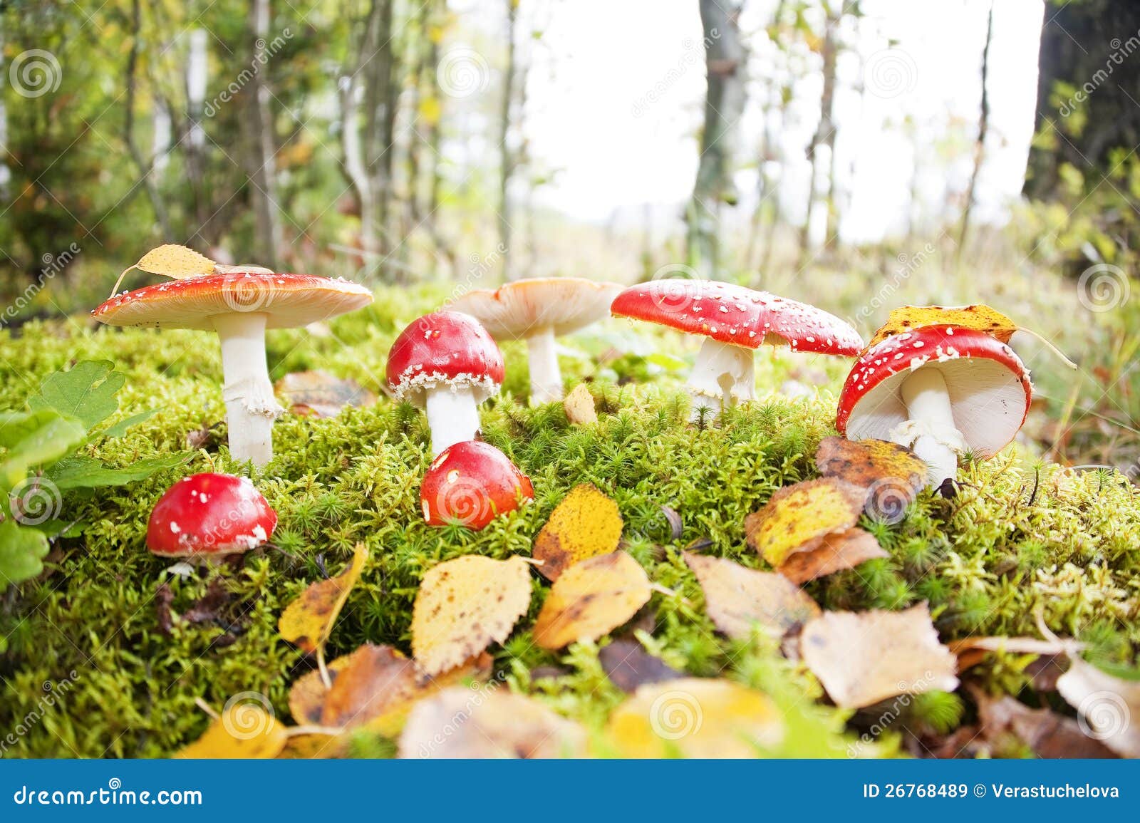 Fly agaric toadstool stock image. Image of fairy, meadow - 26768489