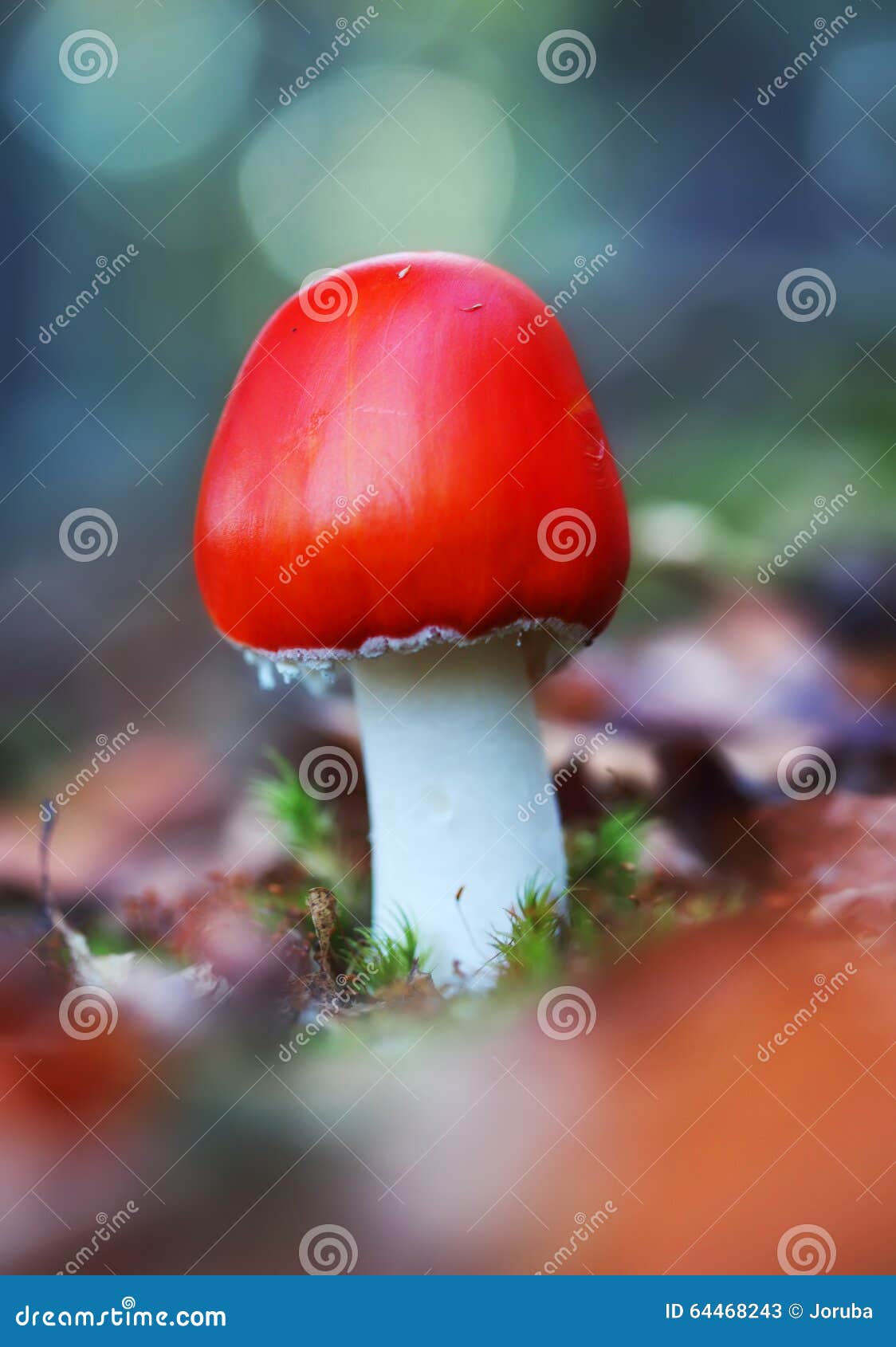 Fly Agaric Toadstool Showing Its Gills Stock Image | CartoonDealer.com ...
