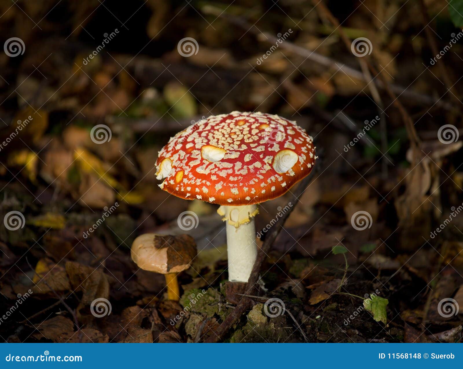 Fly Agaric Toadstool Showing Its Gills Stock Image | CartoonDealer.com ...