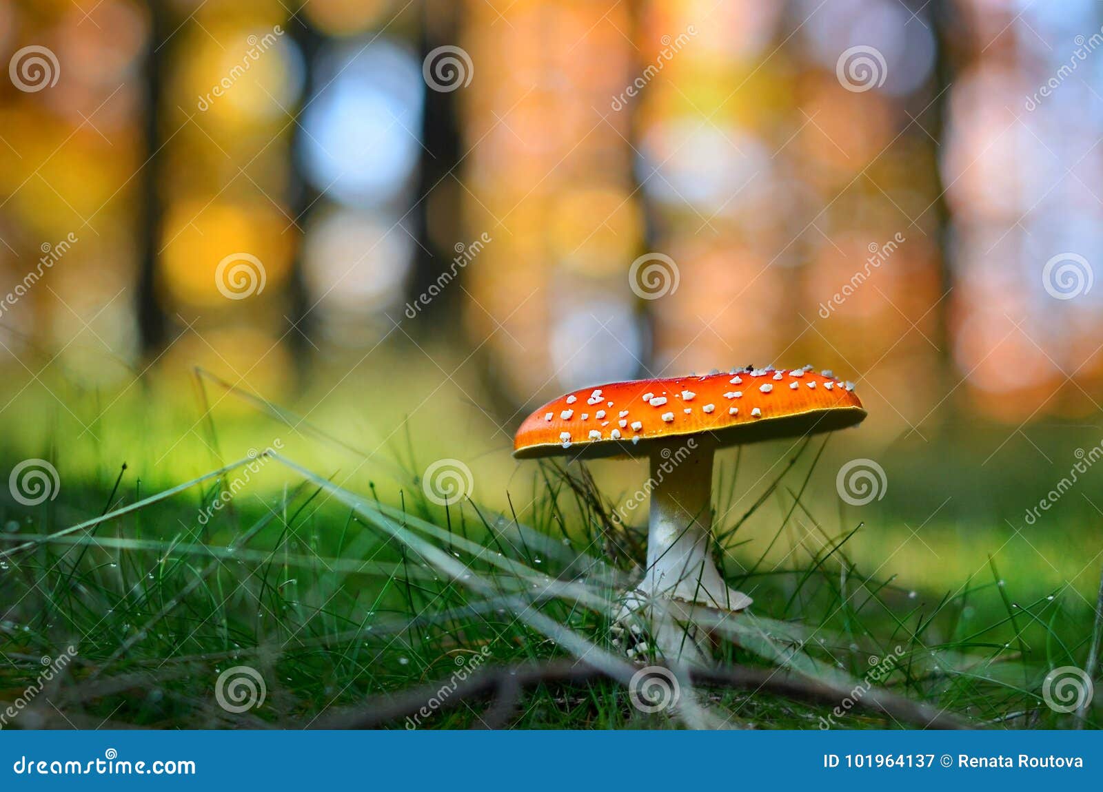 Toadstool in the forest stock image. Image of danger - 101964137