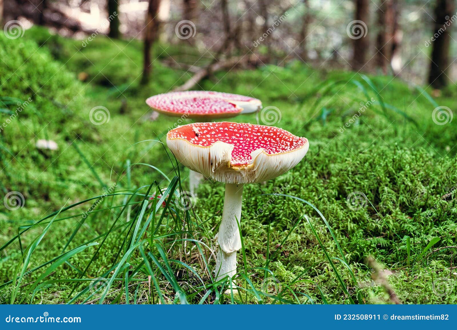 A Fly Agaric Toadstool in Moss Stock Image - Image of nature, grass ...