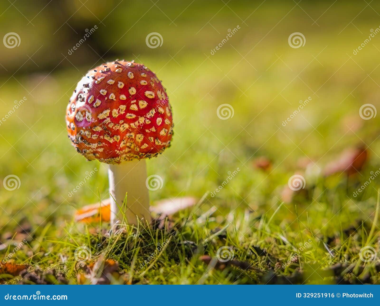Fly Agaric Toadstool Showing Its Gills Stock Image | CartoonDealer.com ...