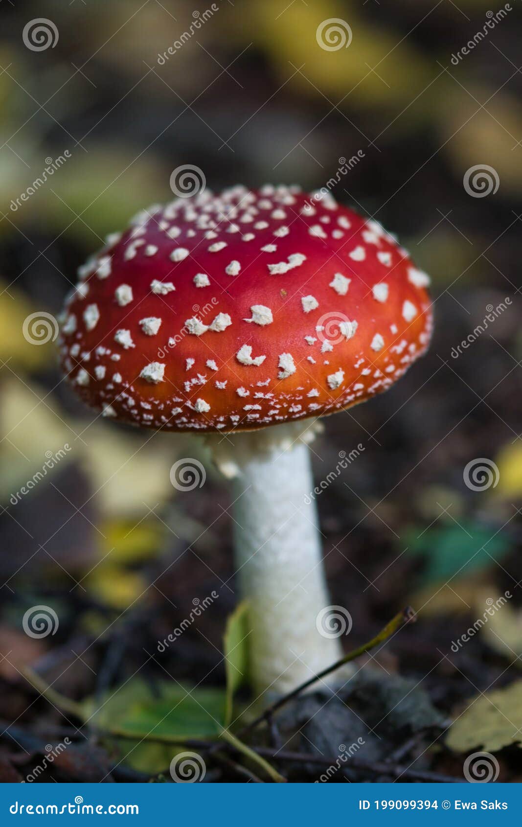 Fly Agaric Toadstool Texture Close Up, Bokeh Background Stock Photo ...
