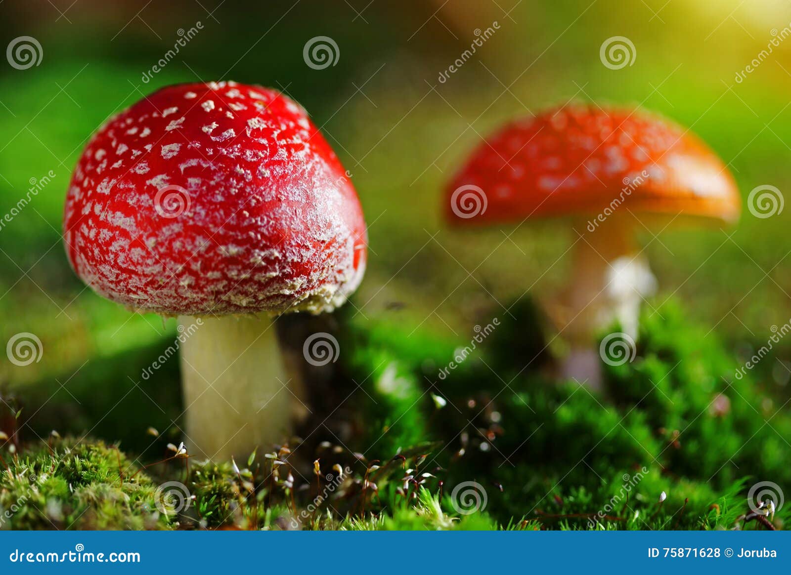 Fly Agaric Toadstool Showing Its Gills Stock Image | CartoonDealer.com ...