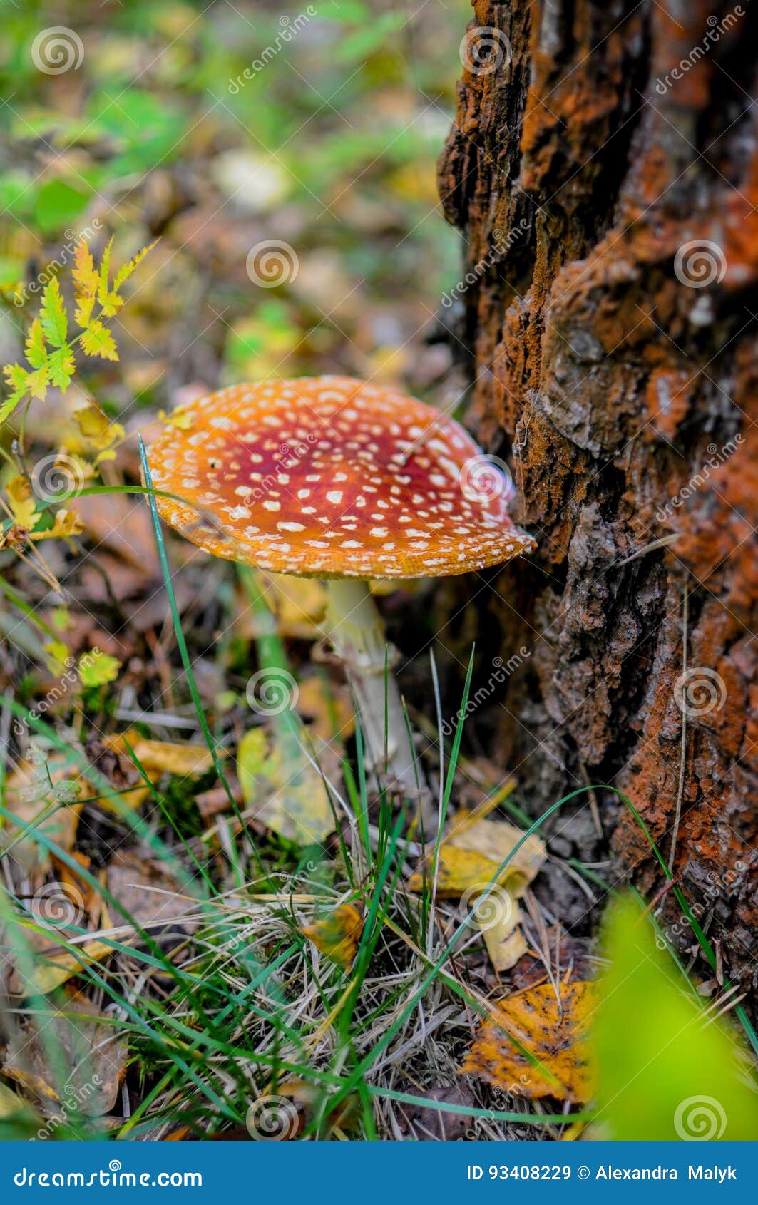 Fly Agaric Toadstools in a Forest - Autumn Stock Image - Image of fungi ...