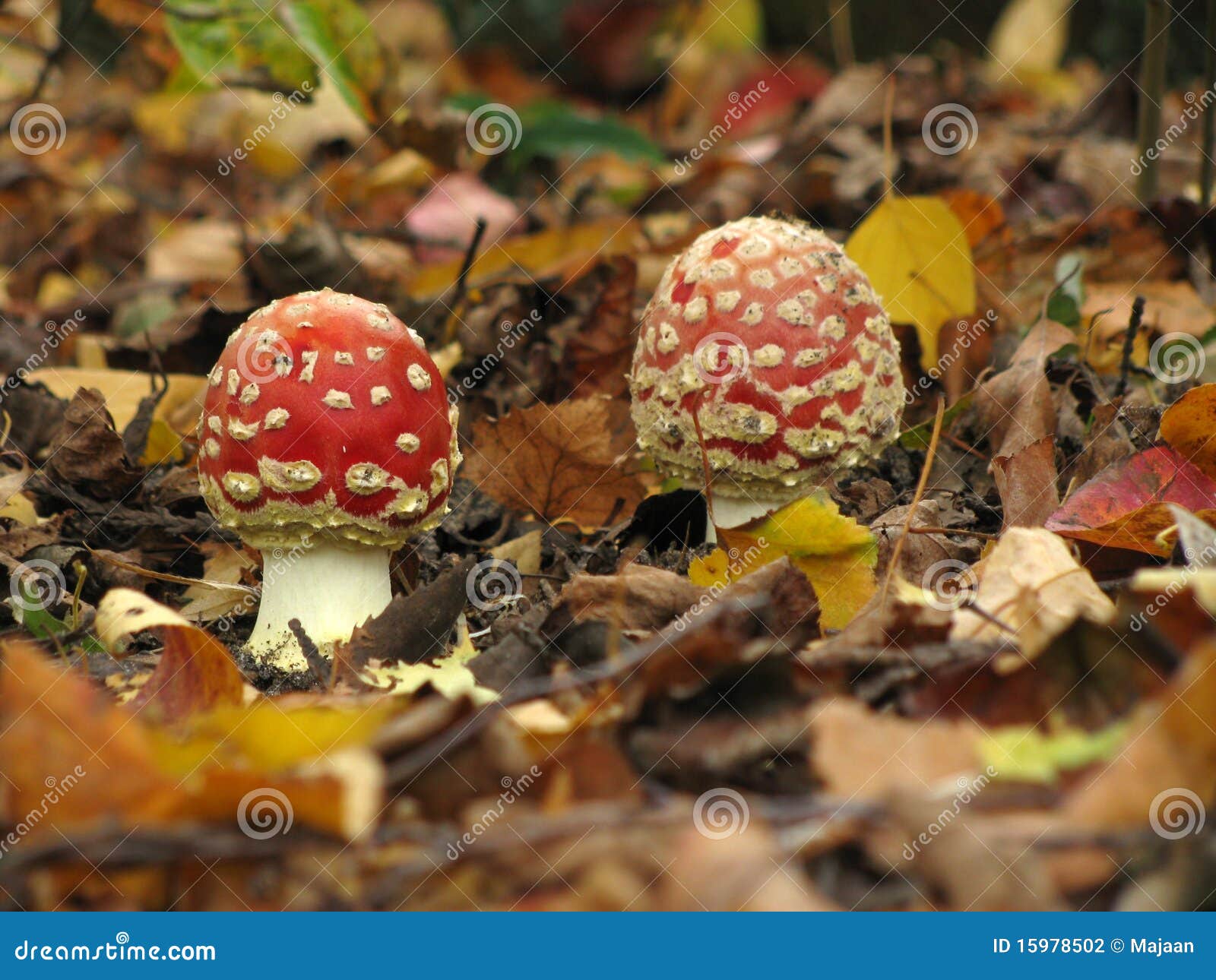 Fly agarics stock photo. Image of green, amanita, decoration - 15978502