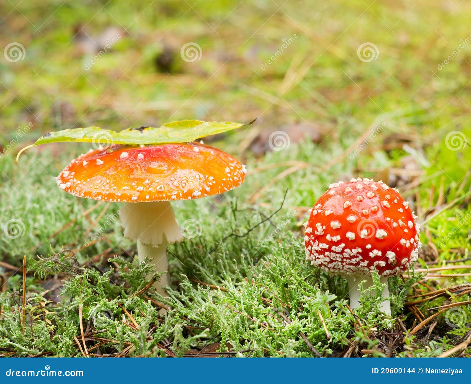 Fly Agarics stock photo. Image of poison, pasture, vegetation - 29609144