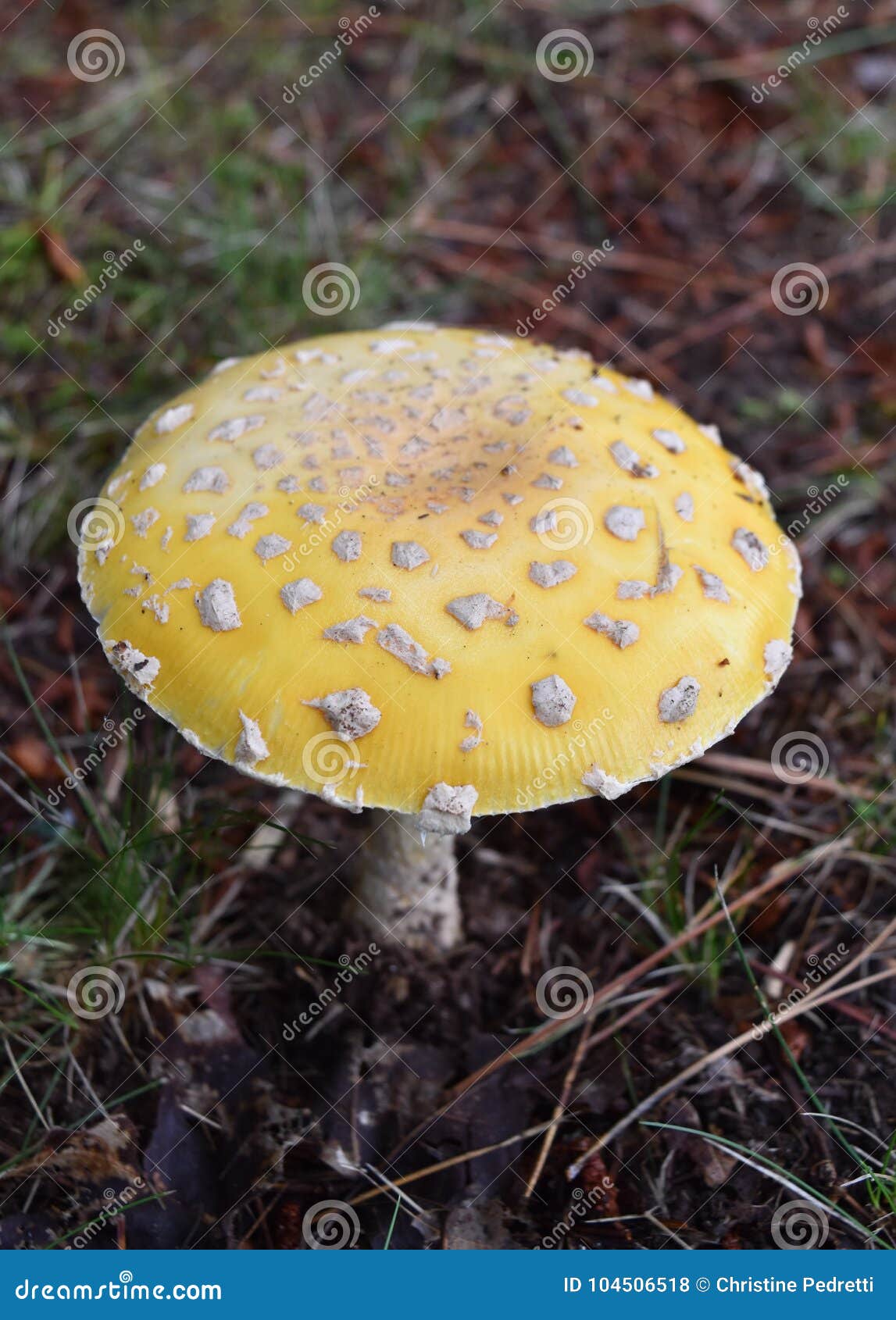 Yellow Toadstool on the Forest Floor Stock Photo - Image of yellow ...