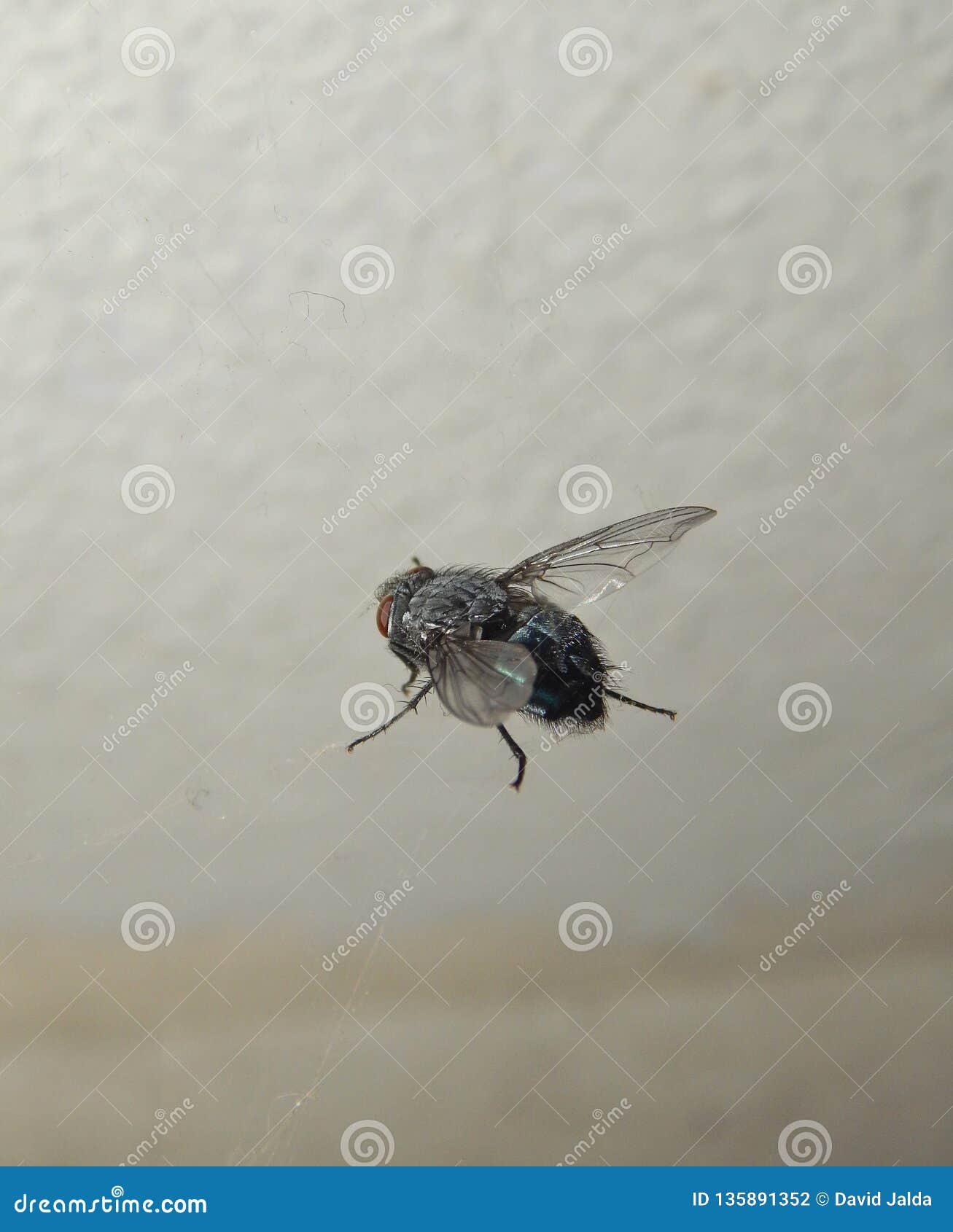 Fly in the Air Over Spider Web Stock Photo - Image of background, macro ...