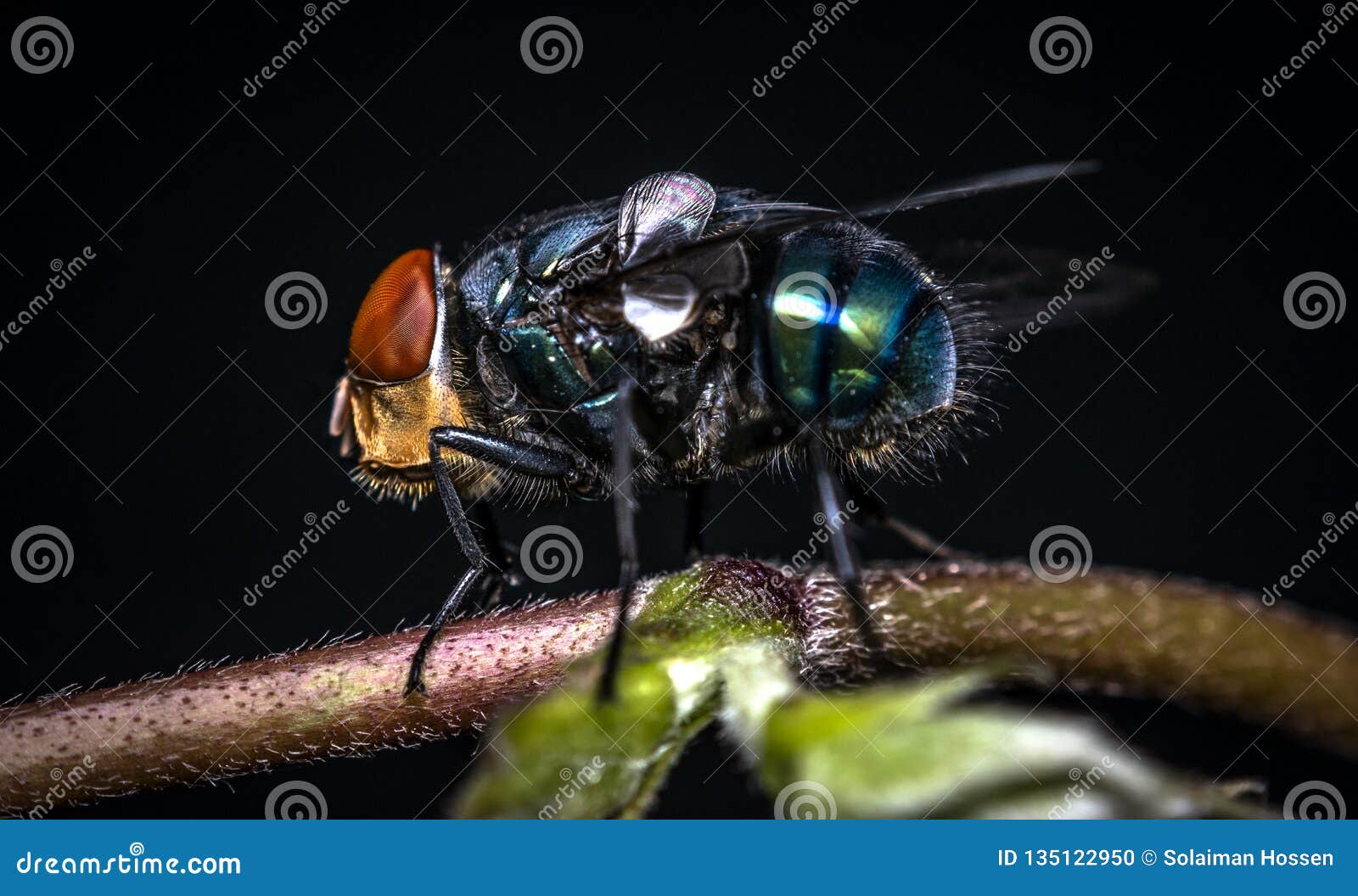 Fly stock photo. Image of color, cabbage, flies, legs - 135122950