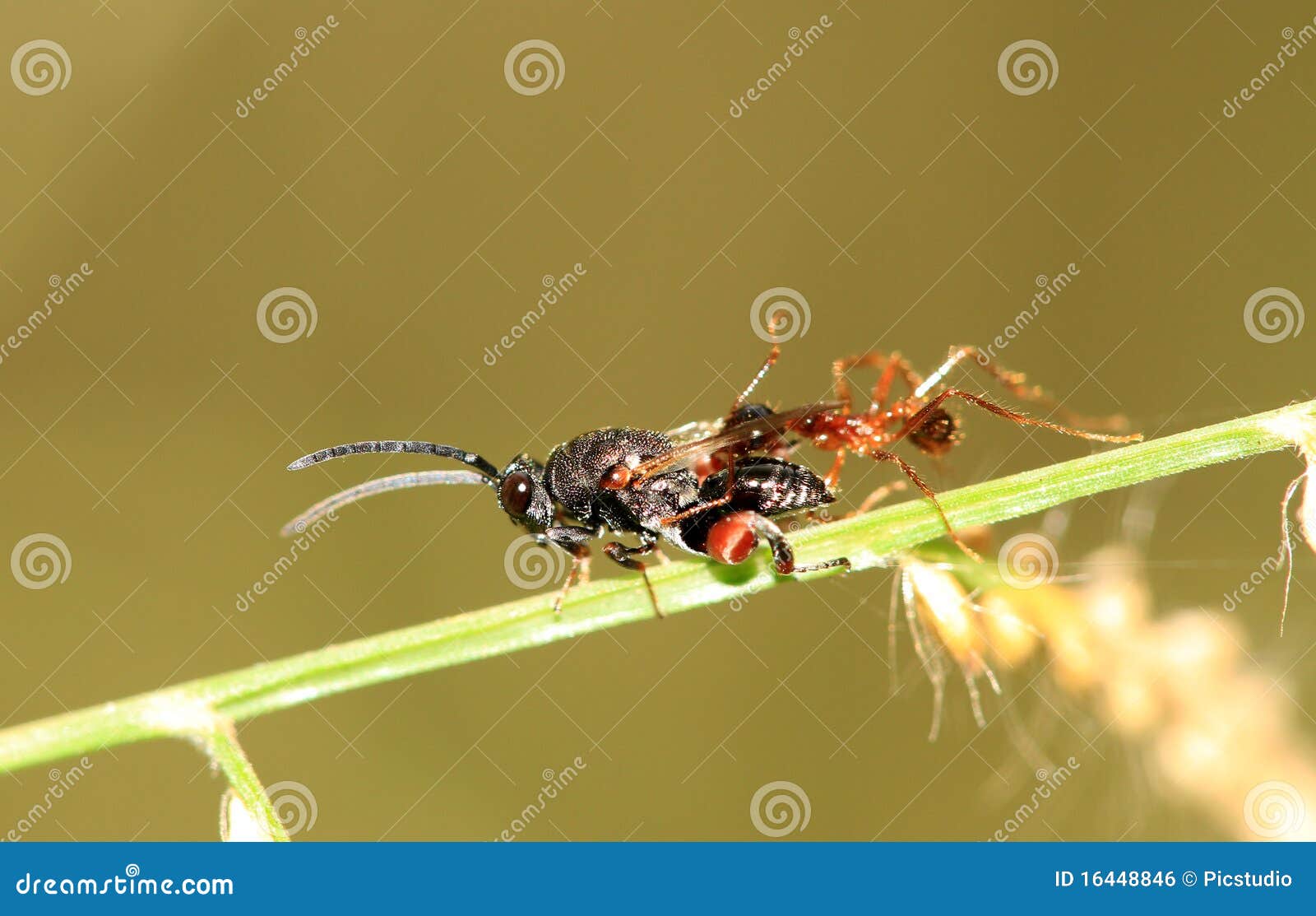 Fly and ant fight stock photo. Image of grass, wild, background - 16448846