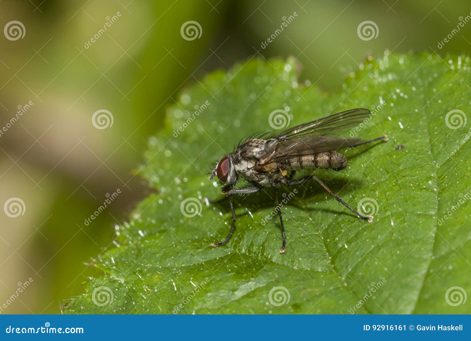 Fly Anthomyiidae stock image. Image of close, anthomyiid - 92916161
