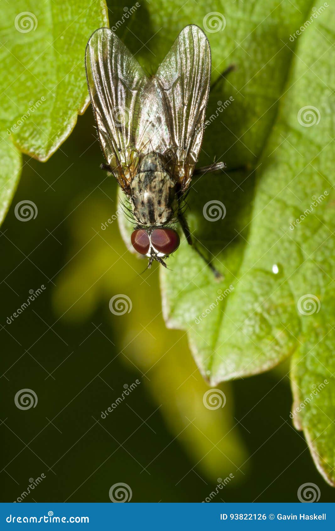 Fly Anthomyiidae stock photo. Image of leaf, closeup - 93822126