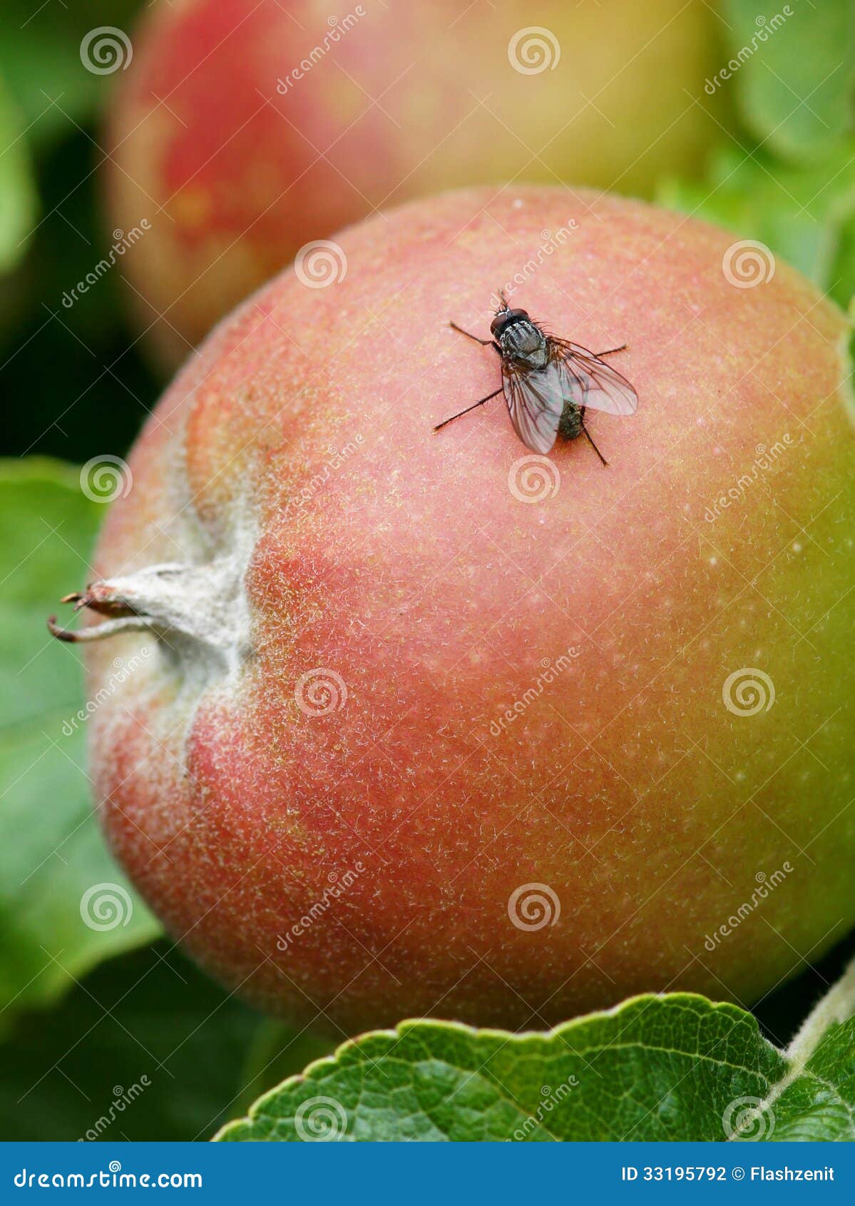 The fly on the apple stock photo. Image of nature, apple - 33195792