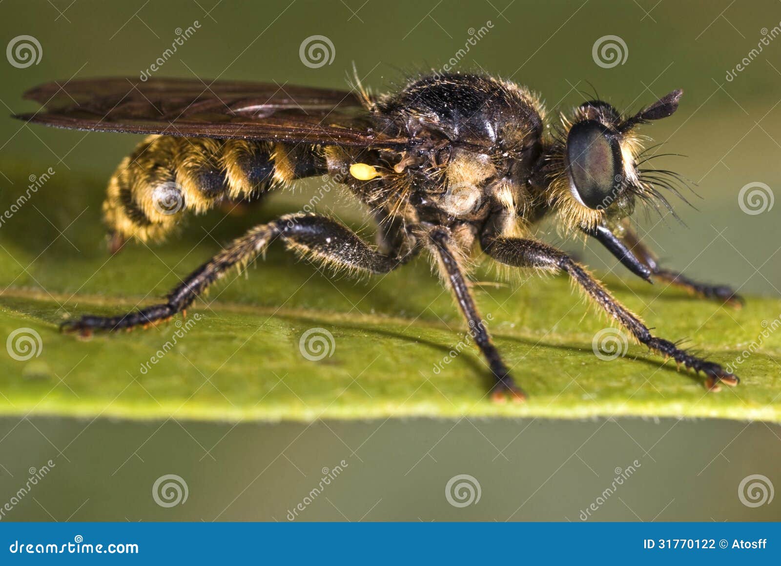 Fly asilidae stock photo. Image of flora, predator, foliage - 31770122