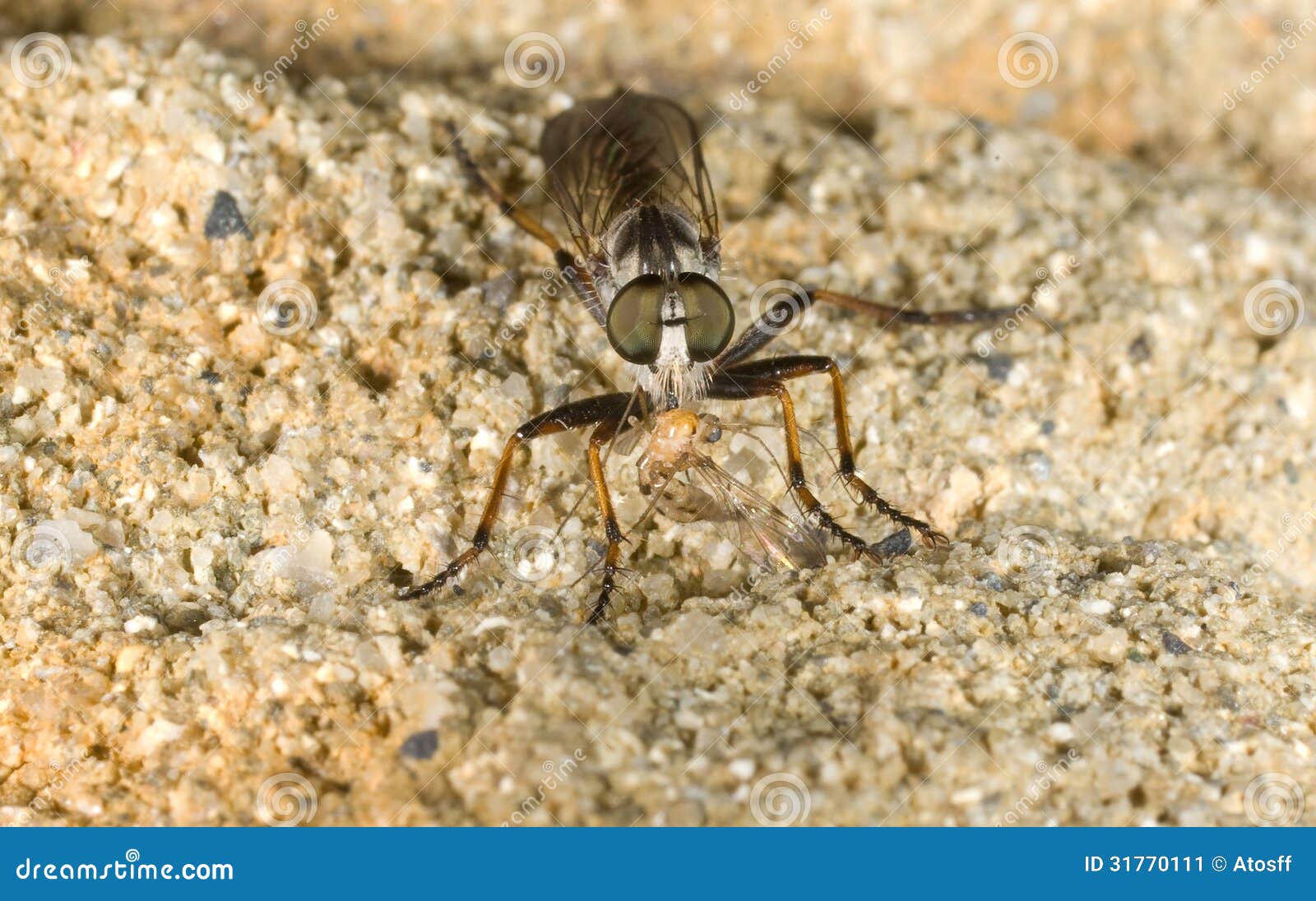 Hairy Asilidae Macro Photography, This Giant Diptera Is Named A Robber ...