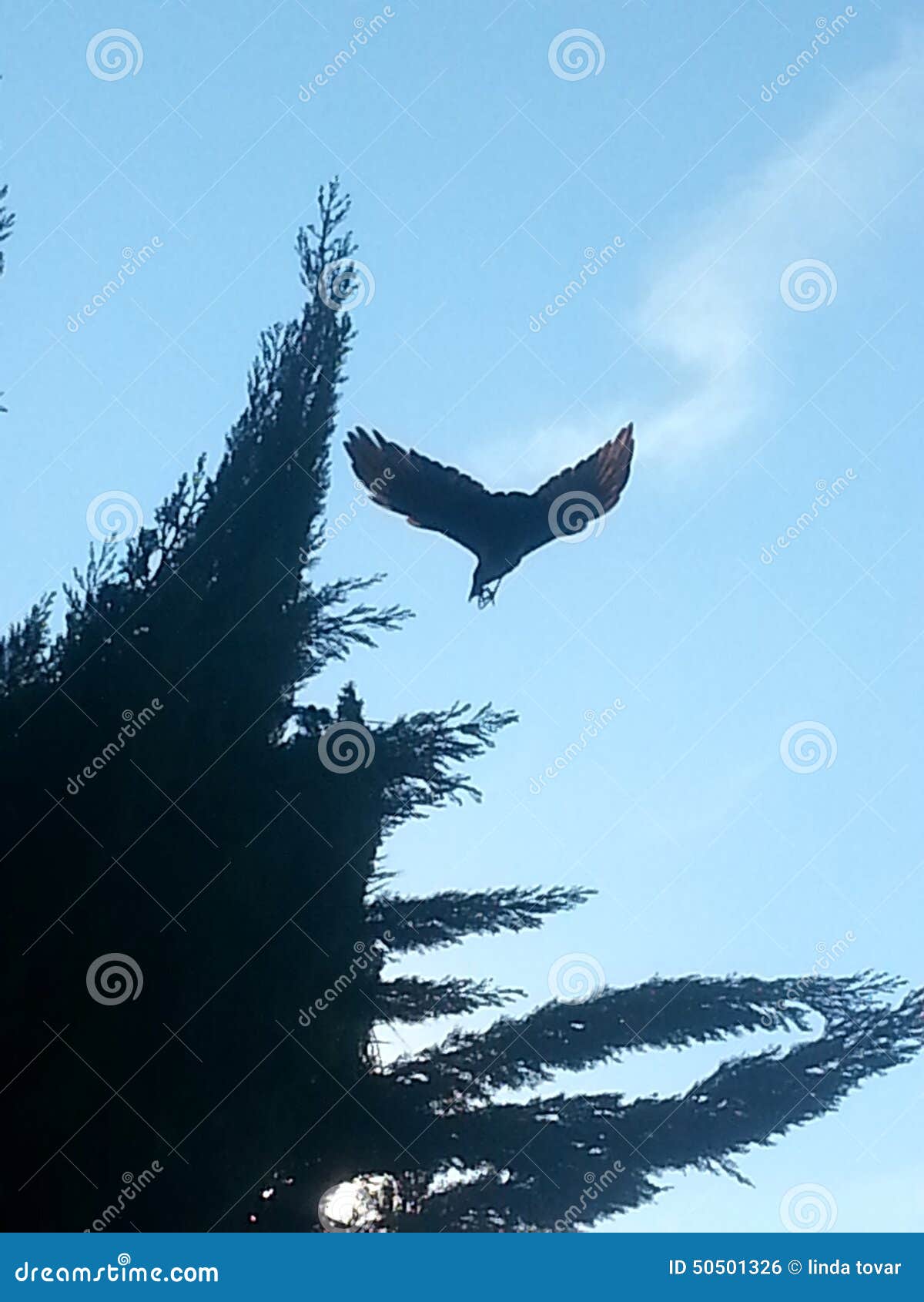 Fly away crow stock photo. Image of crow, captured, moment - 50501326