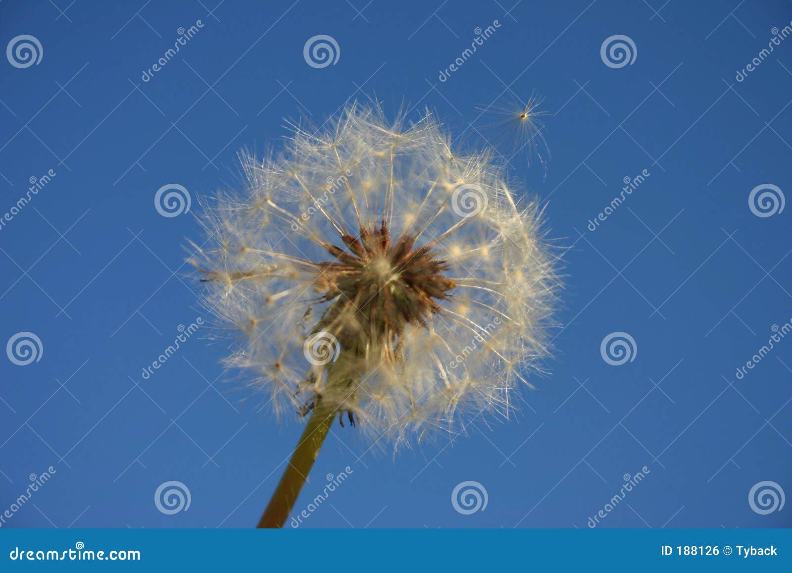 Fly away seed stock photo. Image of nature, weed, dandelion - 188126