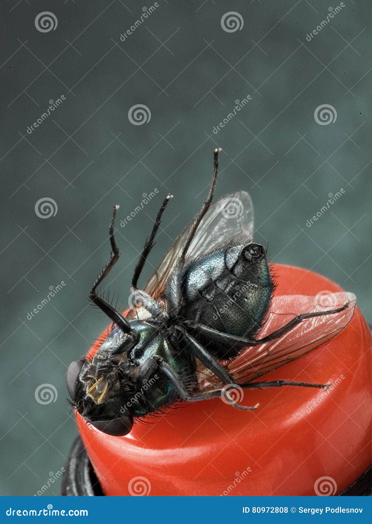 A fly on the back stock photo. Image of musca, button - 80972808