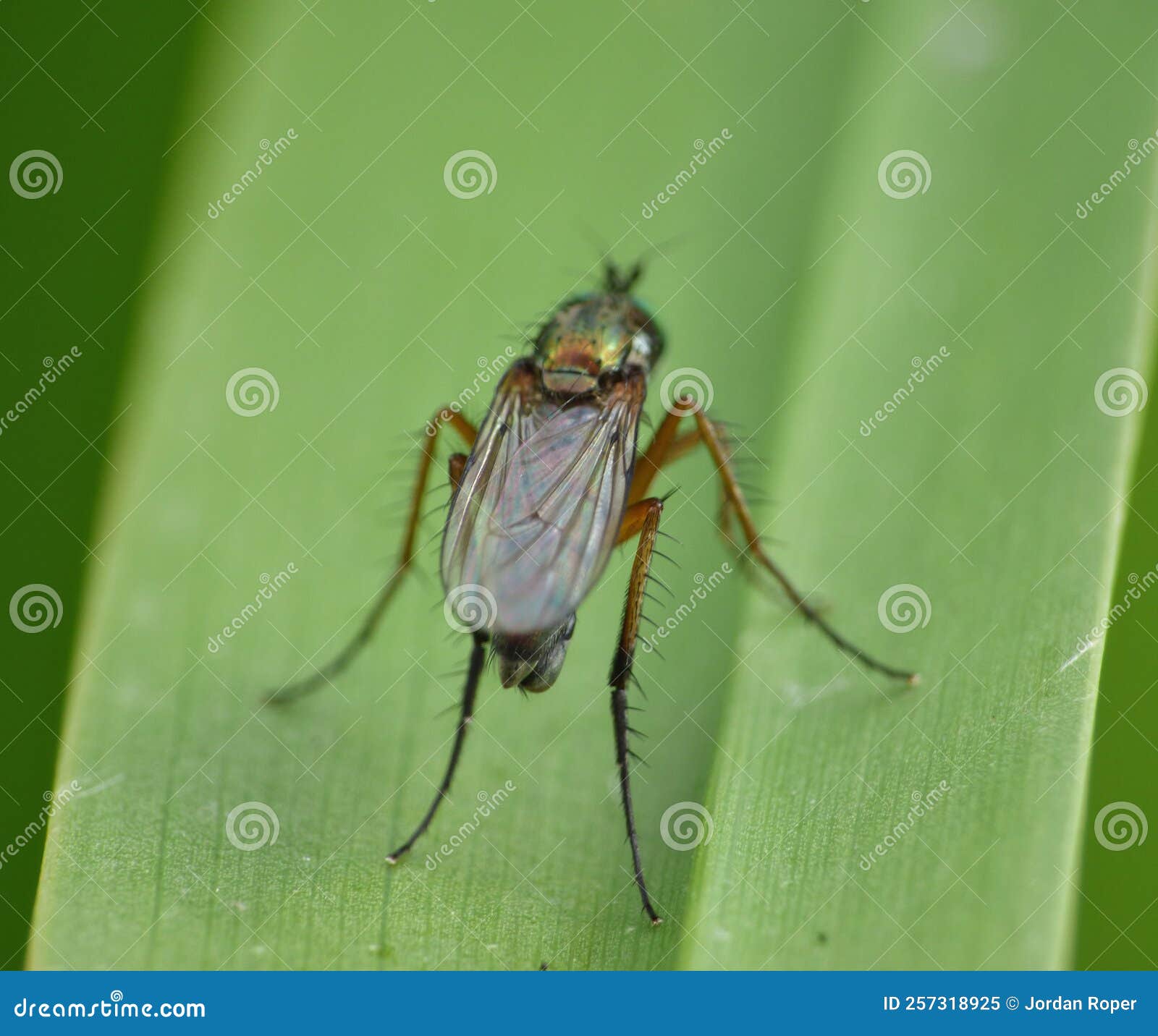Fly back shot stock image. Image of black, forensic - 257318925