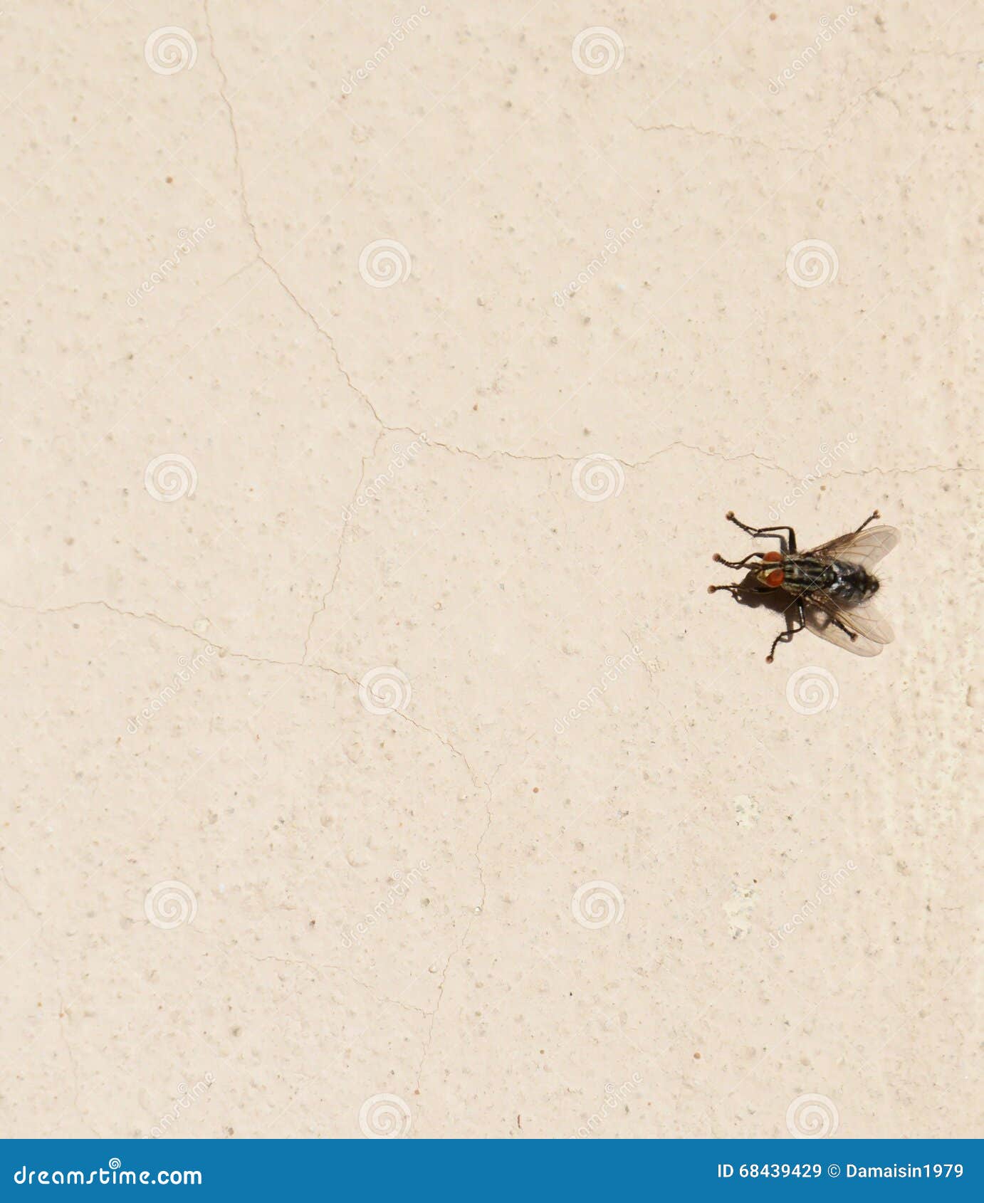 Fly background stock image. Image of black, background - 68439429