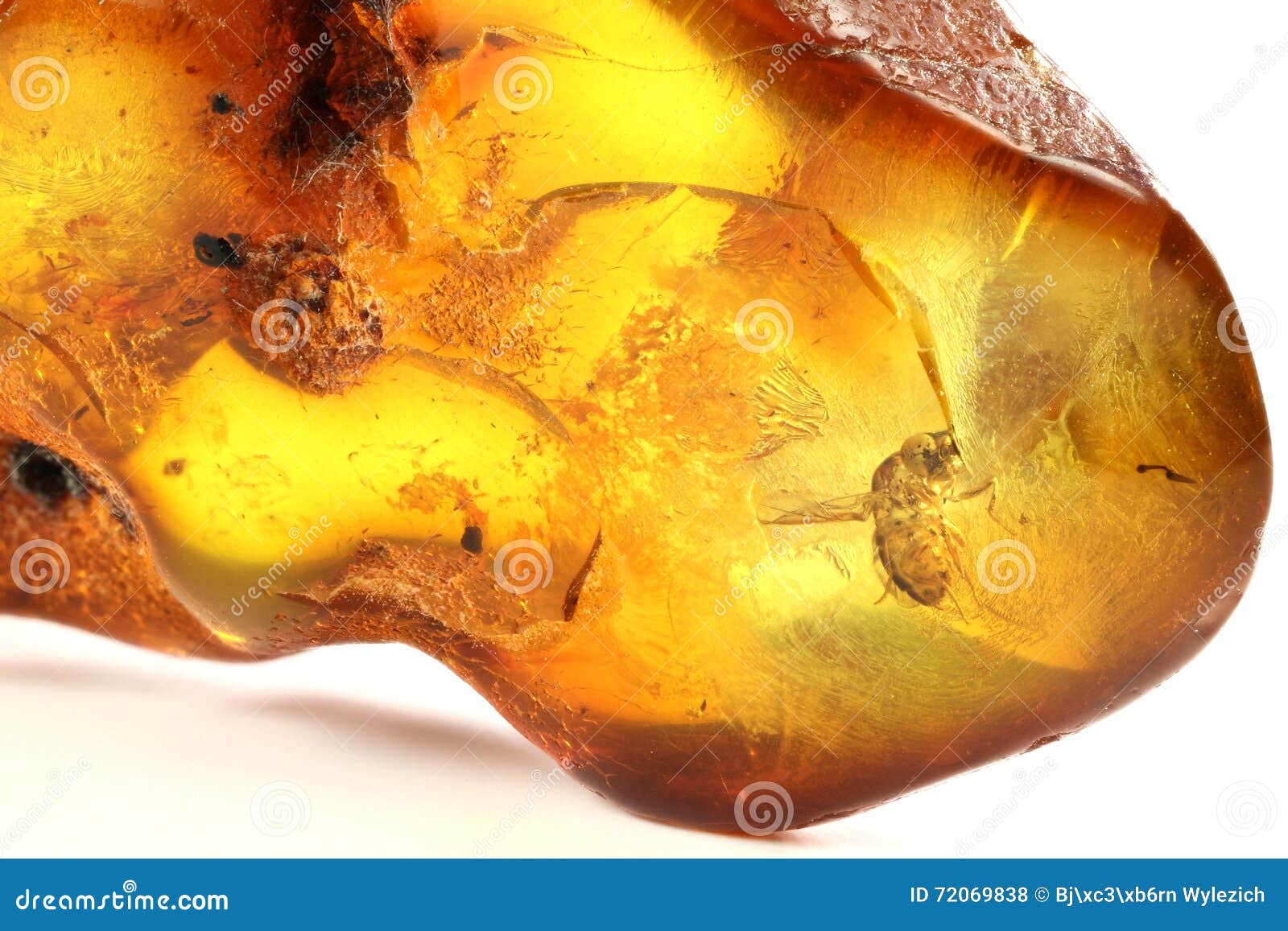 Fly in baltic amber stock photo. Image of baltic, clear - 72069838