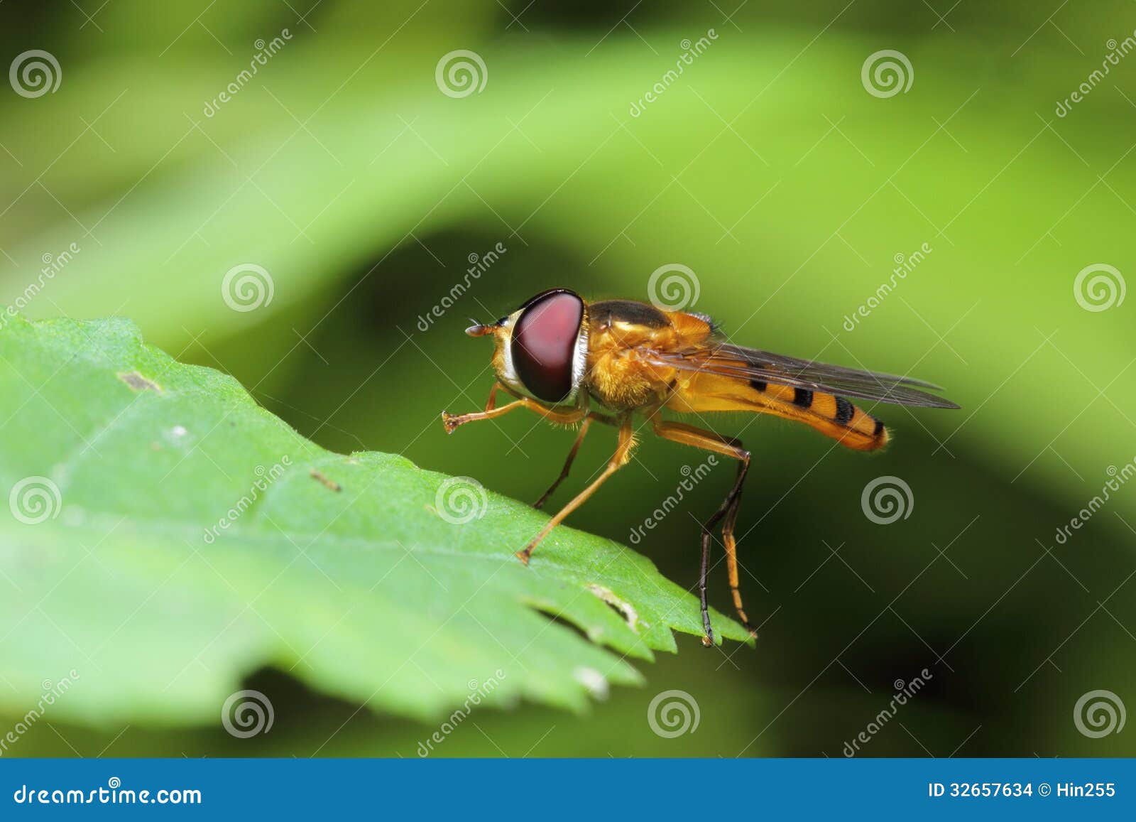 Fly bee insect stock photo. Image of insects, insulated - 32657634