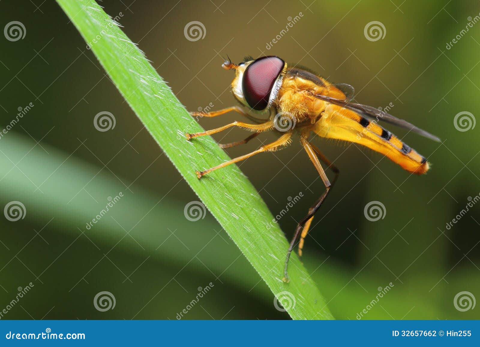 Fly bee insect stock photo. Image of diseases, closeup - 32657662