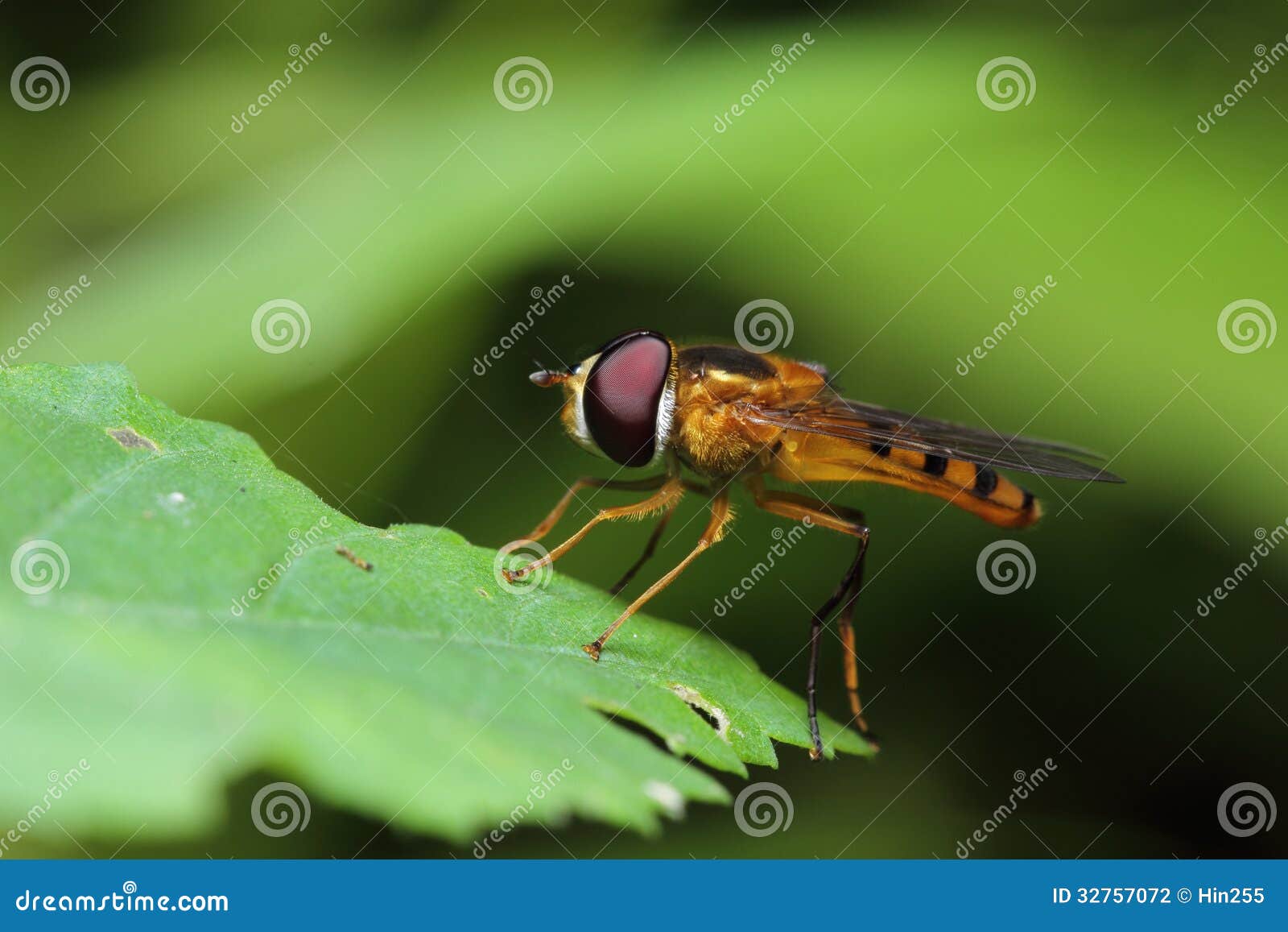 Fly bee insect stock photo. Image of science, white, housefly - 32757072