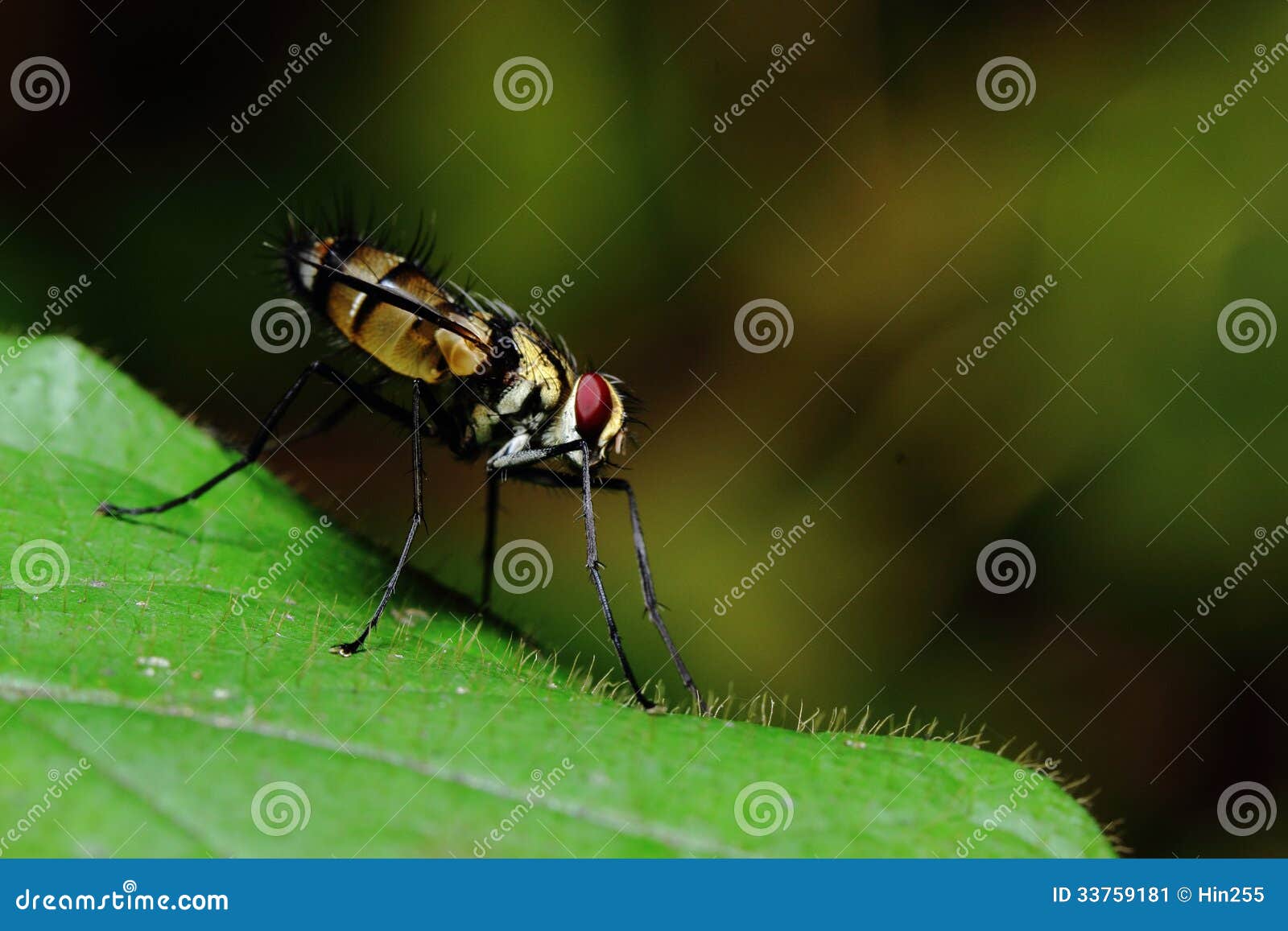 Fly bee insect stock image. Image of macro, wing, legs - 33759181