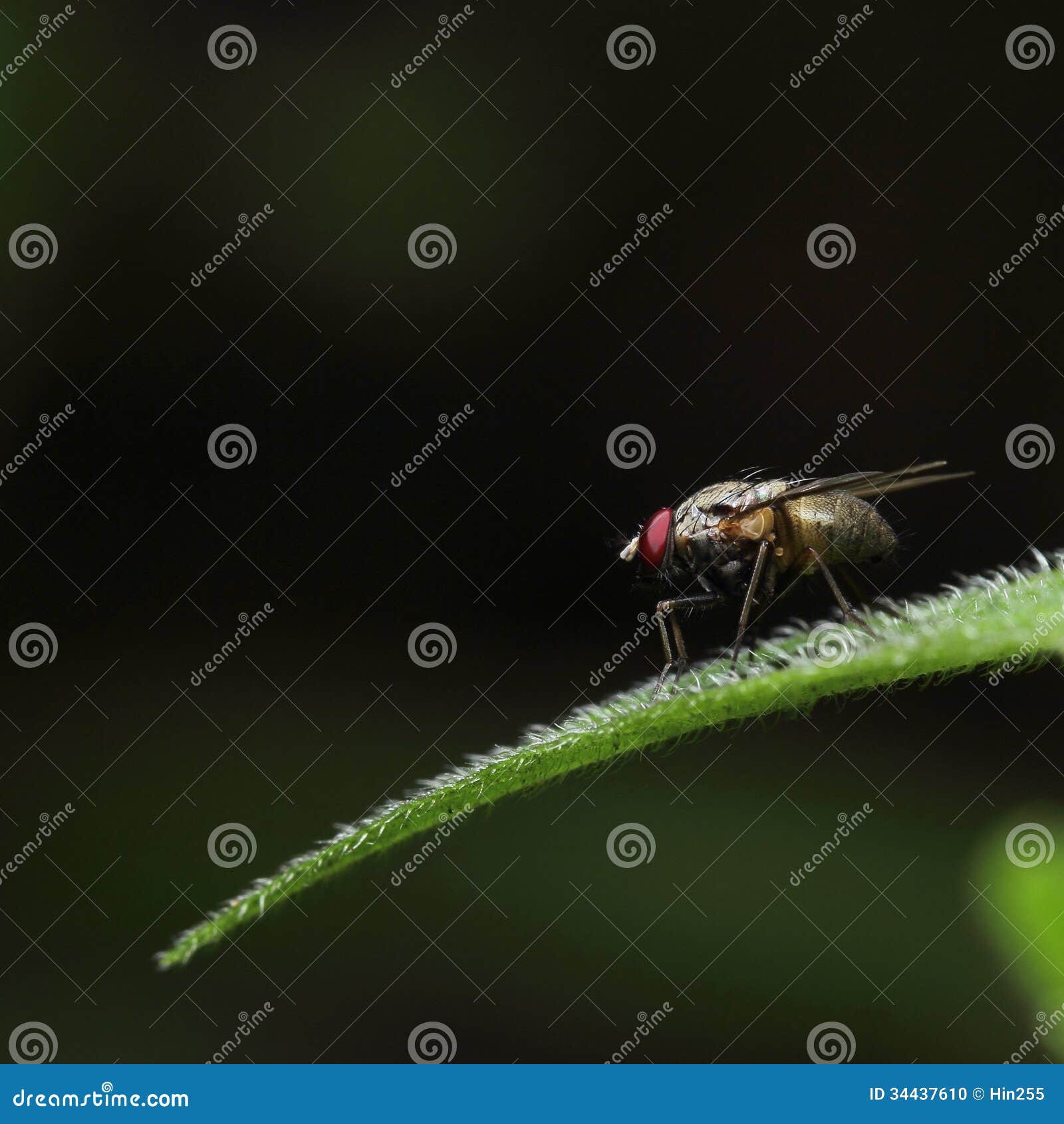 Fly bee insect stock photo. Image of nose, wing, insect - 34437610