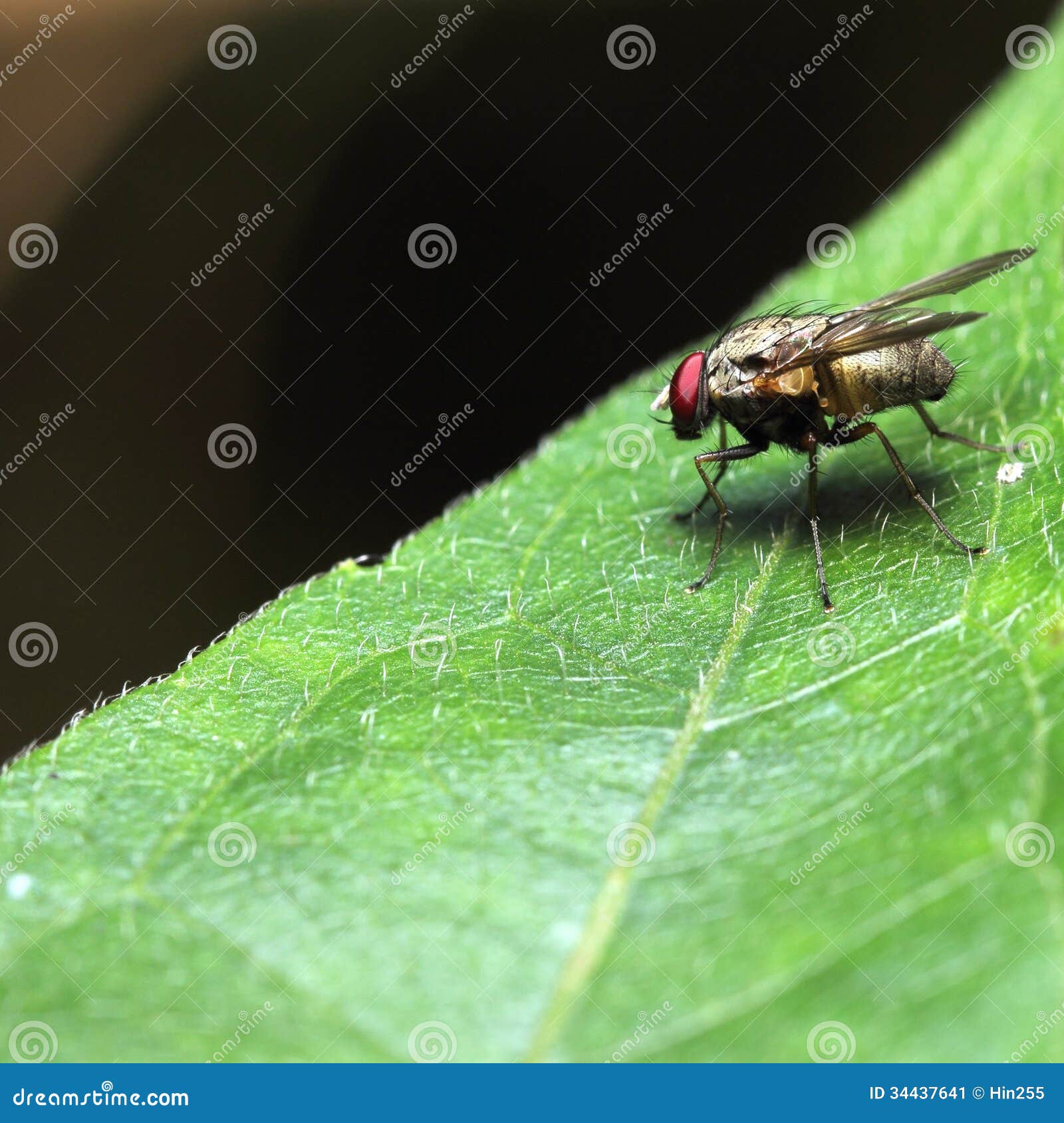 Fly bee insect stock image. Image of housefly, parasite - 34437641