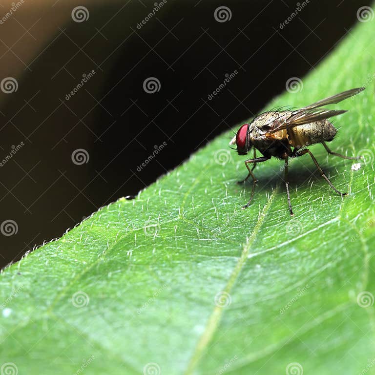 Fly bee insect stock image. Image of housefly, parasite - 34437641