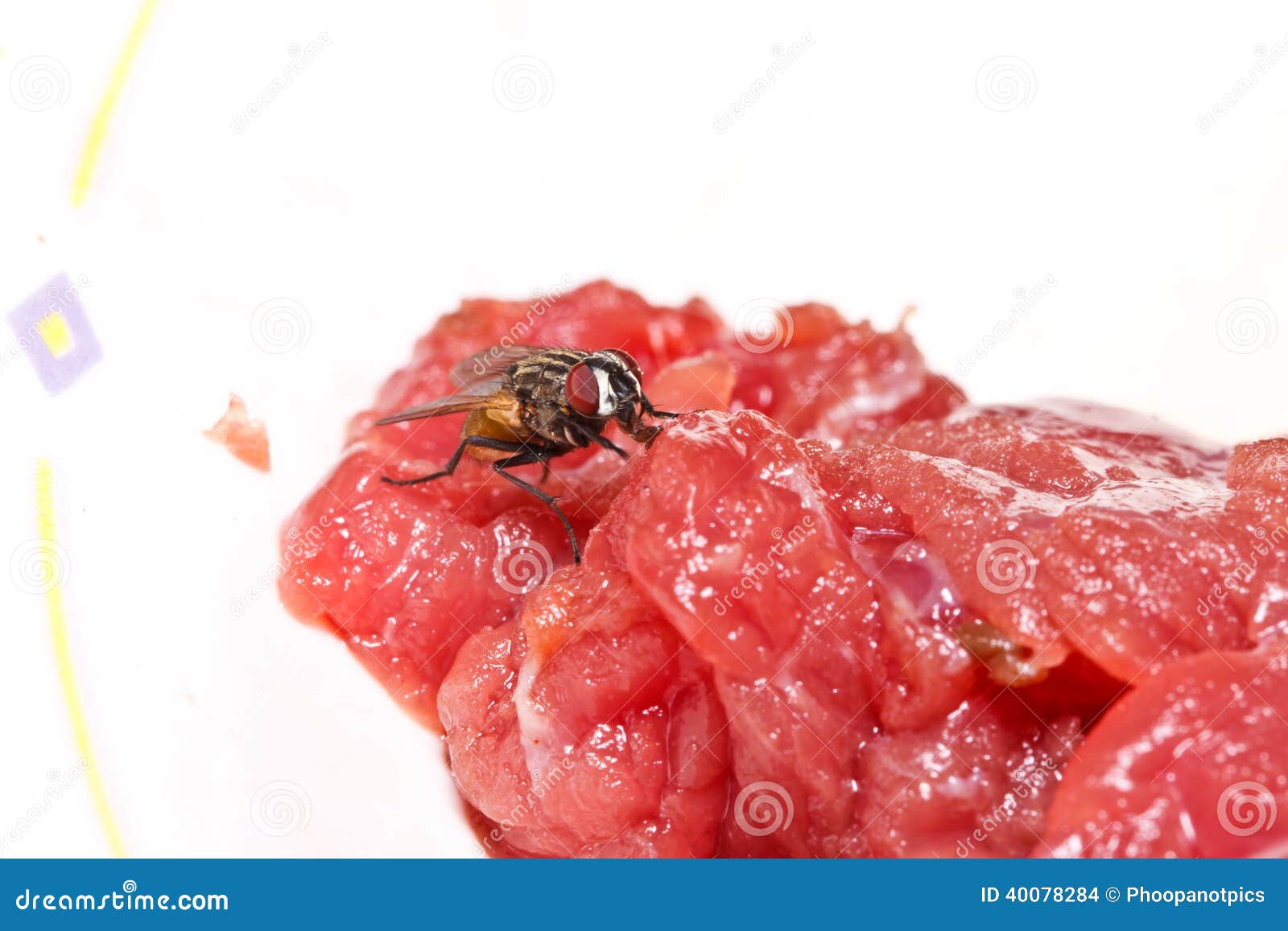 The fly stock photo. Image of side, flesh, isolated, shot - 40078284