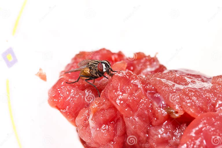 The fly stock photo. Image of side, flesh, isolated, shot - 40078284