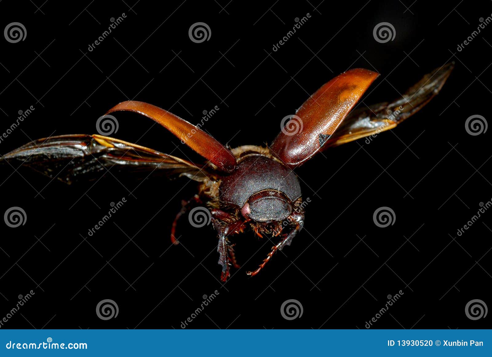 Fly beetle insect stock photo. Image of candelaria, black - 13930520