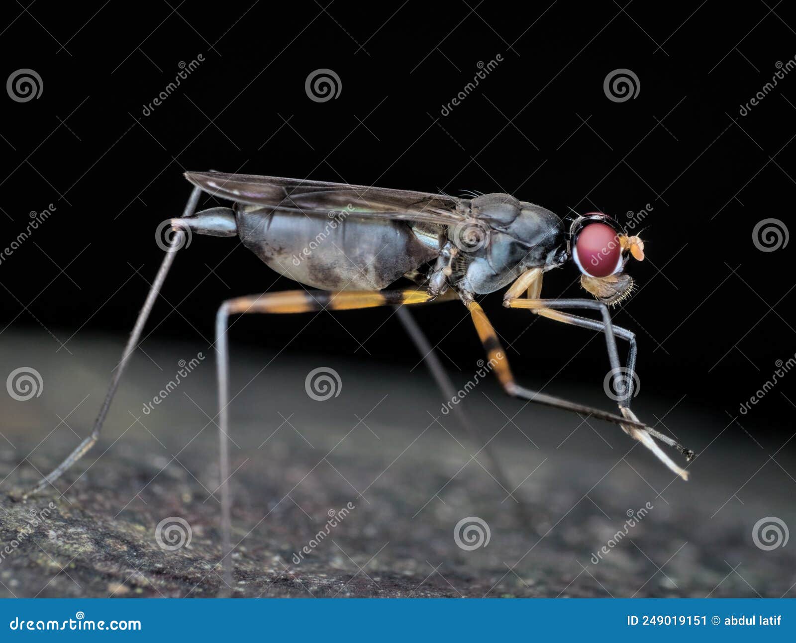 A Fly with a Big Belly is Cleaning it Self on the Ground Stock Image ...