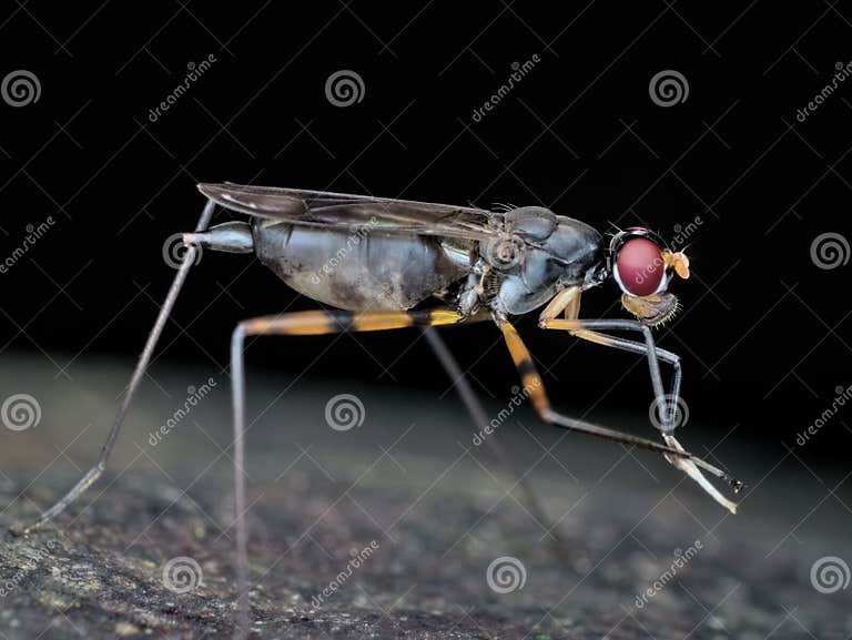 A Fly with a Big Belly is Cleaning it Self on the Ground Stock Image ...