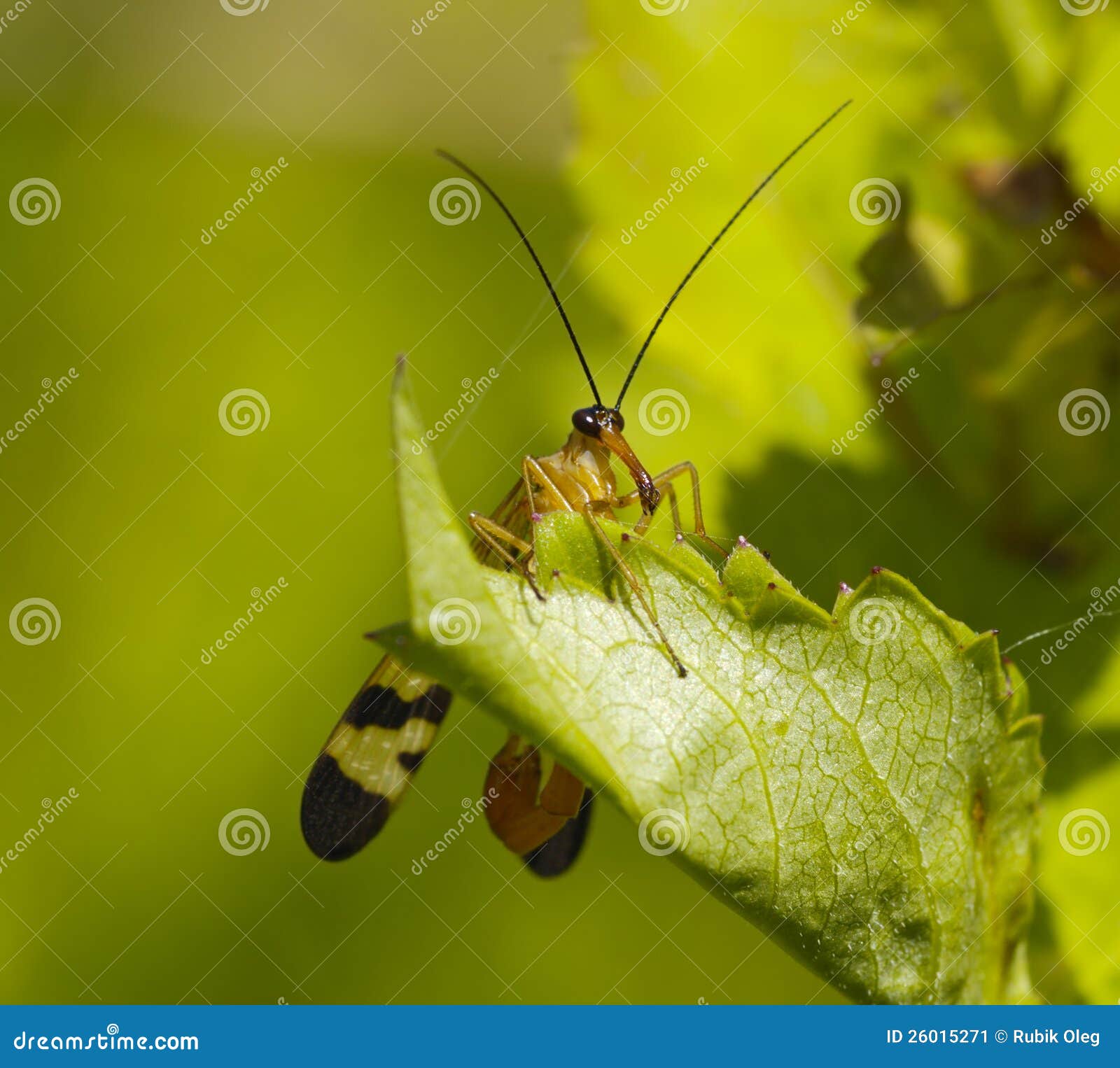 The Fly with the Big Nose Sits on Sheet Stock Image - Image of insect ...