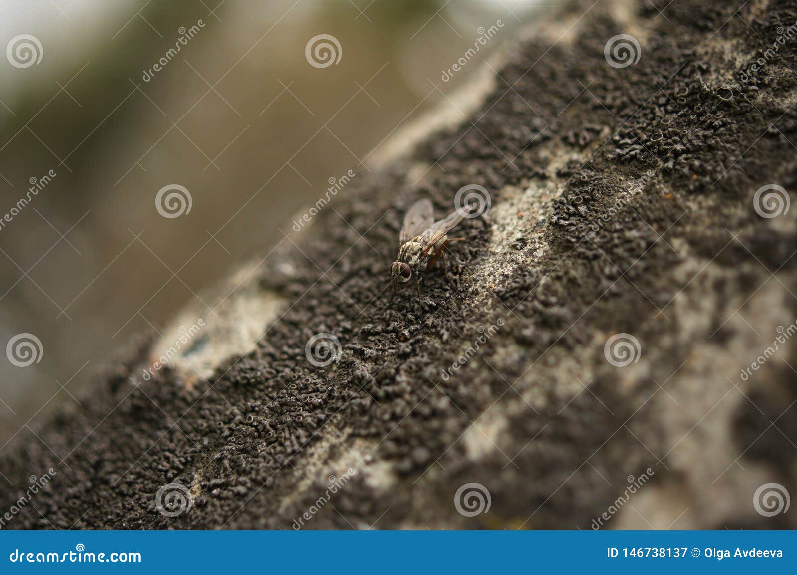 Fly on Birch. Macro Insects on a Tree in Nature. Wild Nature. Stock ...