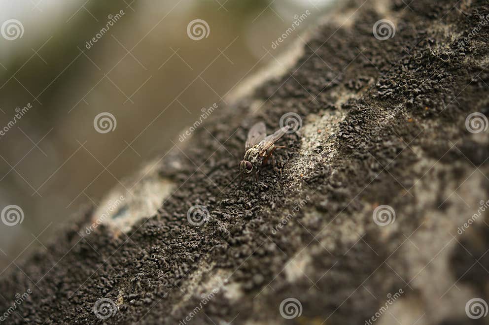 Fly on Birch. Macro Insects on a Tree in Nature. Wild Nature. Stock ...