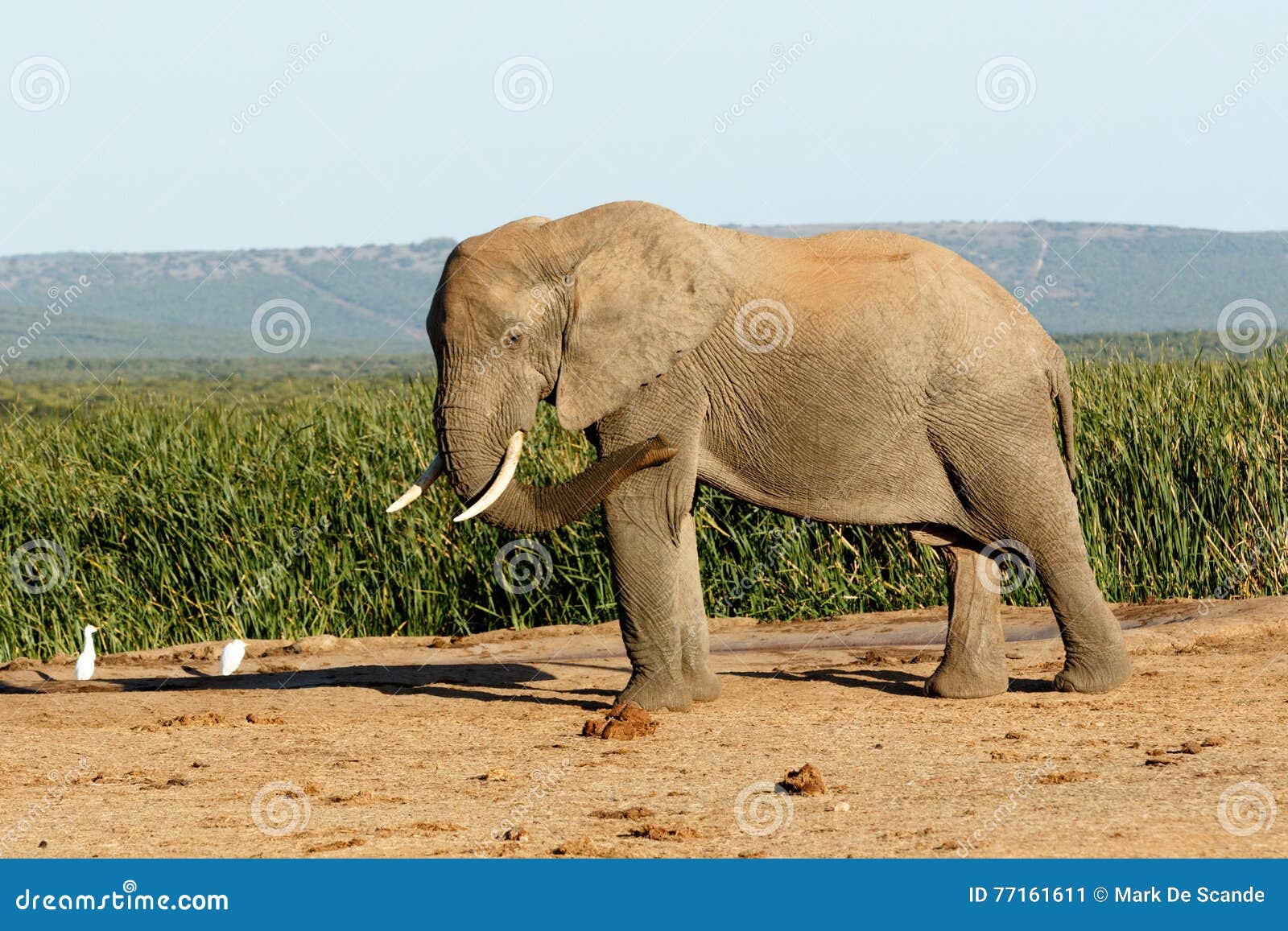 Fly Birds Fly the African Bush Elephant Stock Image - Image of animal ...