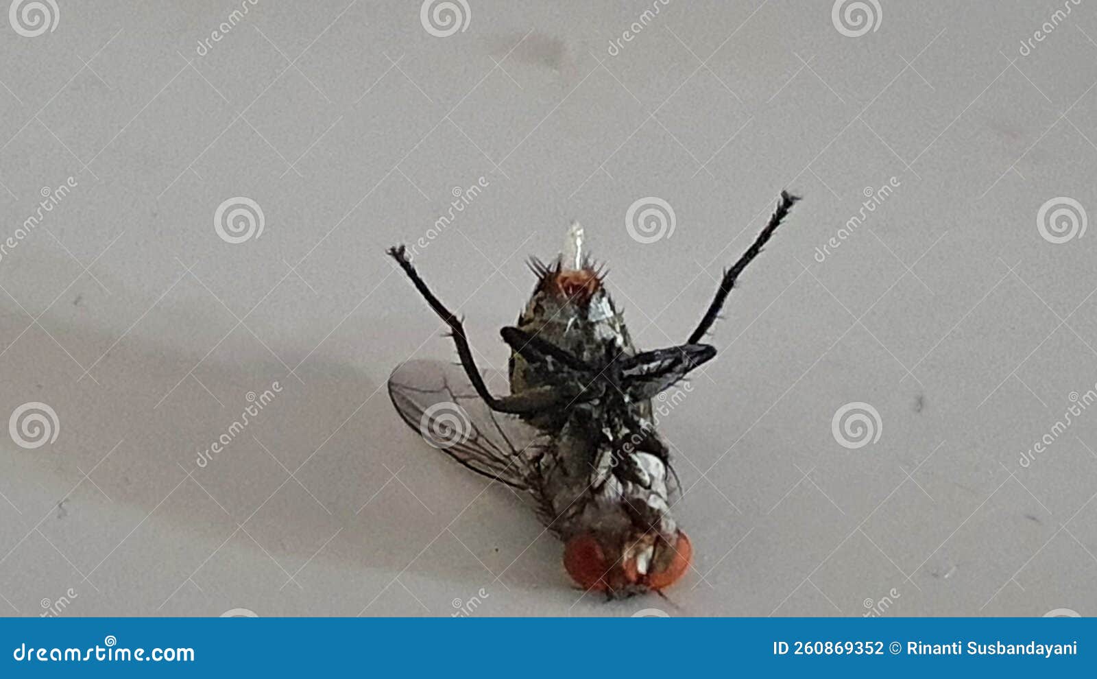 A Fly birthing stock photo. Image of pest, drawing, wing - 260869352
