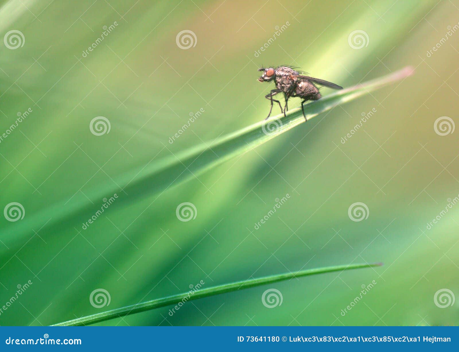 Fly stock photo. Image of lawn, wings, meadow, grass - 73641180