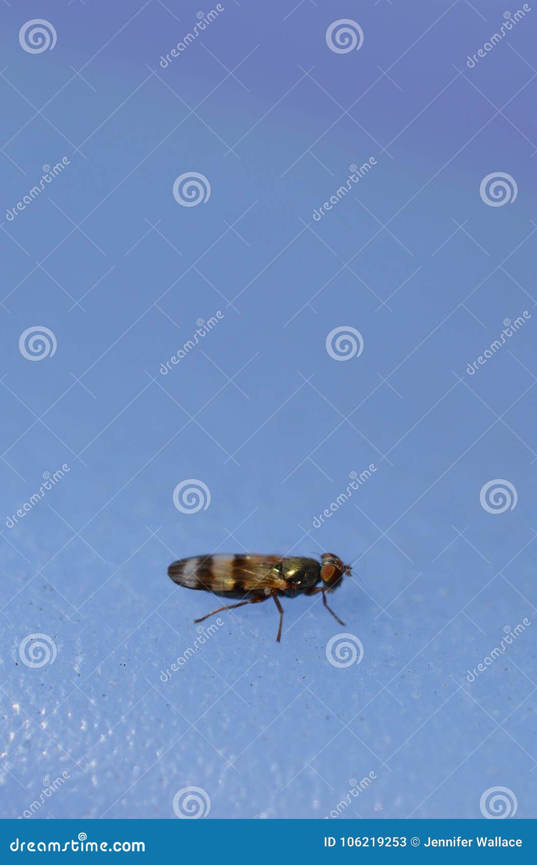 Fly on a blue background stock image. Image of leaf - 106219253