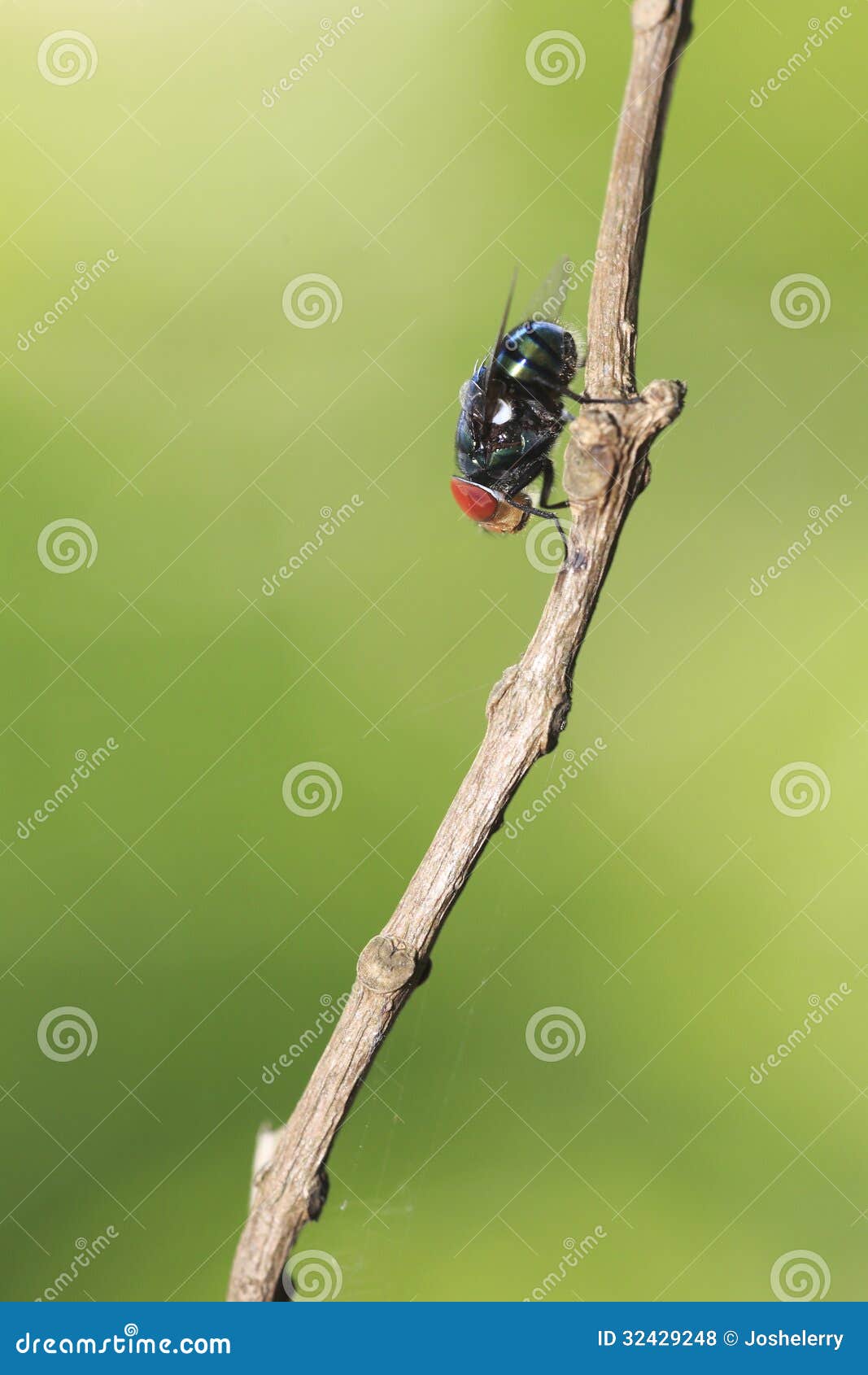 Fly on branch stock photo. Image of butterfly, grass - 32429248