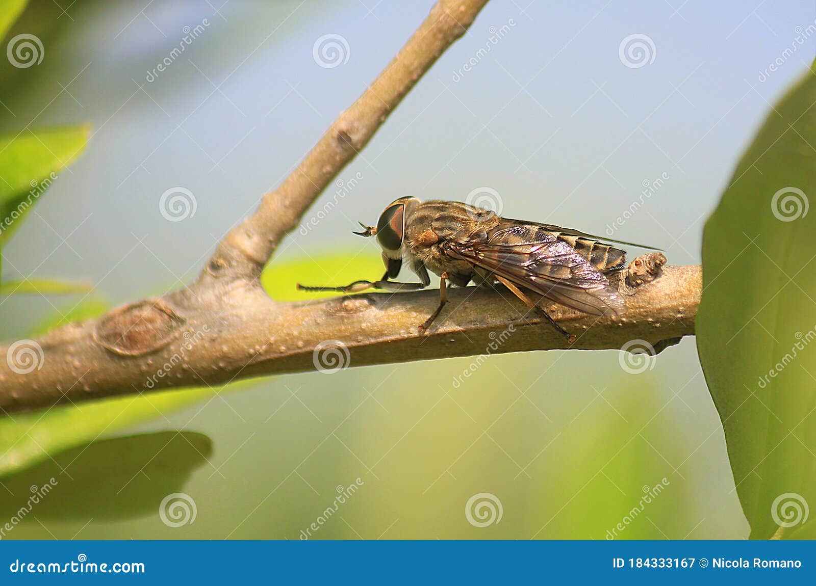 Fly on the Branch of the Tree Stock Image - Image of leaves, vegetation ...