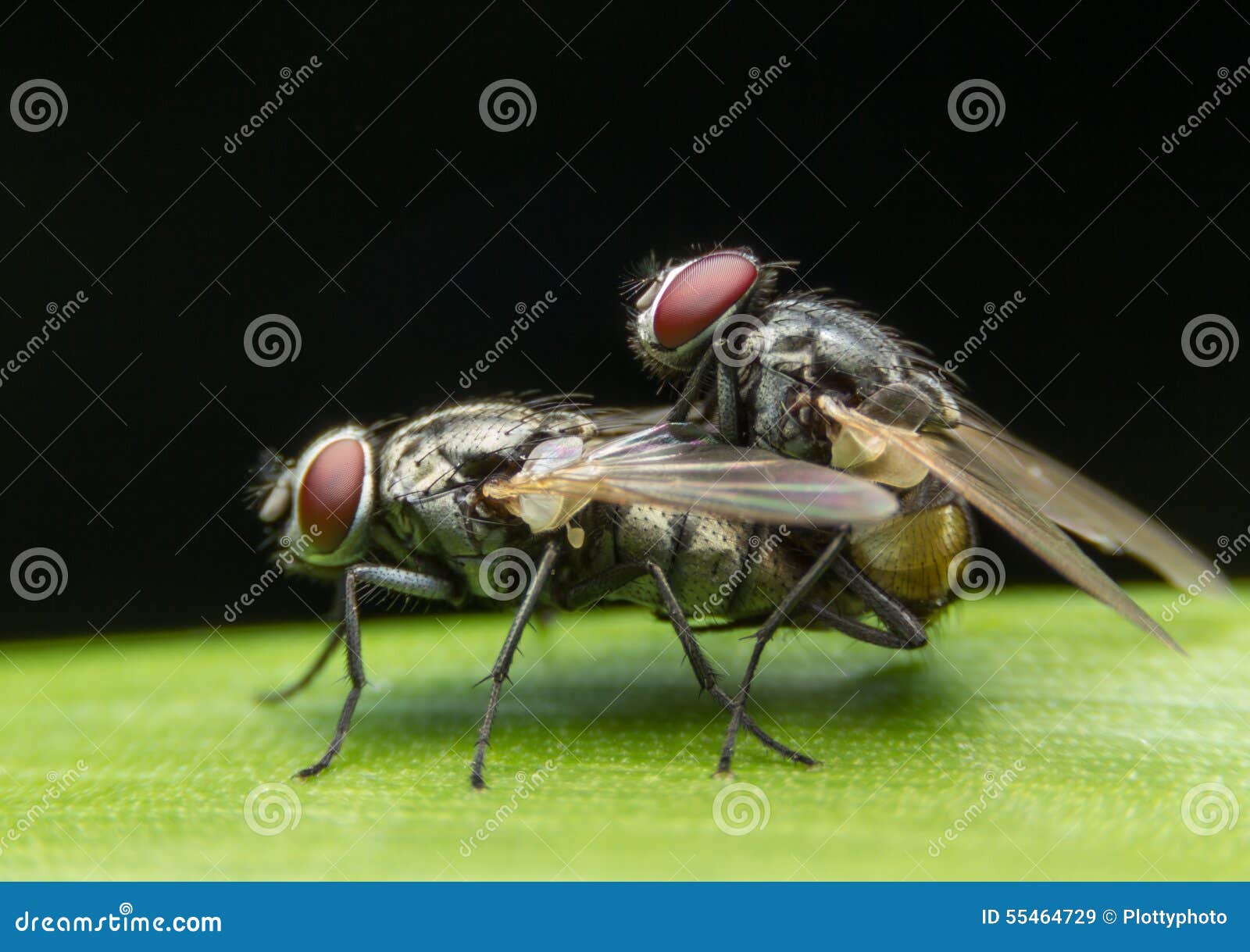 Fly Breeding, Insect in Nonthaburi, Thailand Stock Image - Image of ...