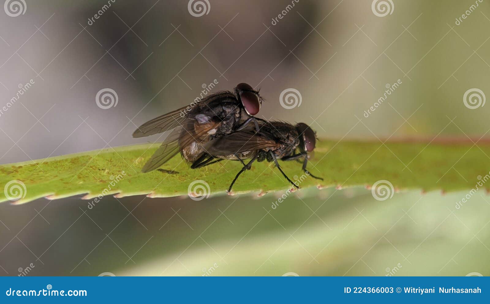 Fly is Breeding on a Leaf. the Breeding of Flies Stock Image - Image of ...