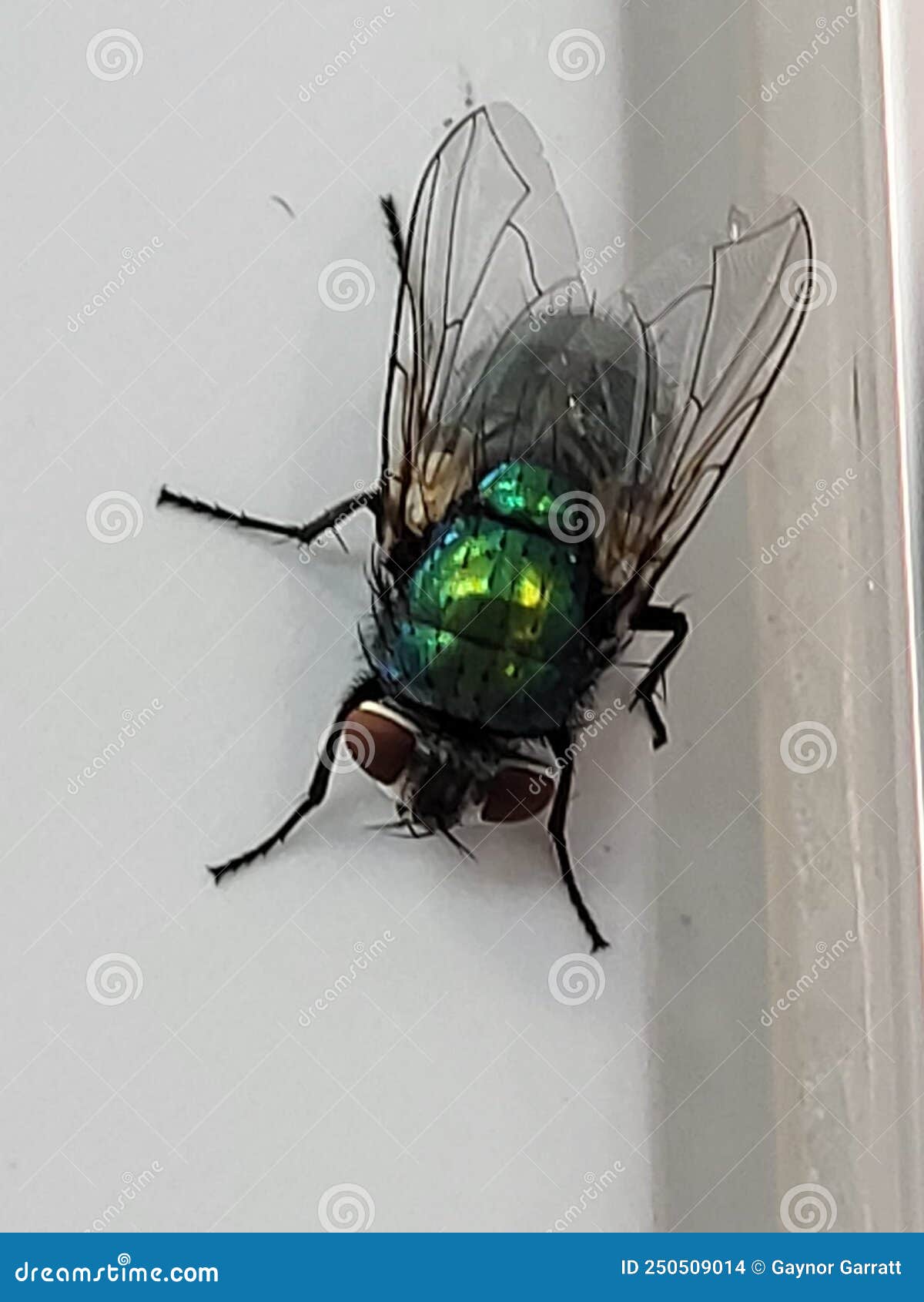 Fly bright green torso stock photo. Image of torso, legs - 250509014
